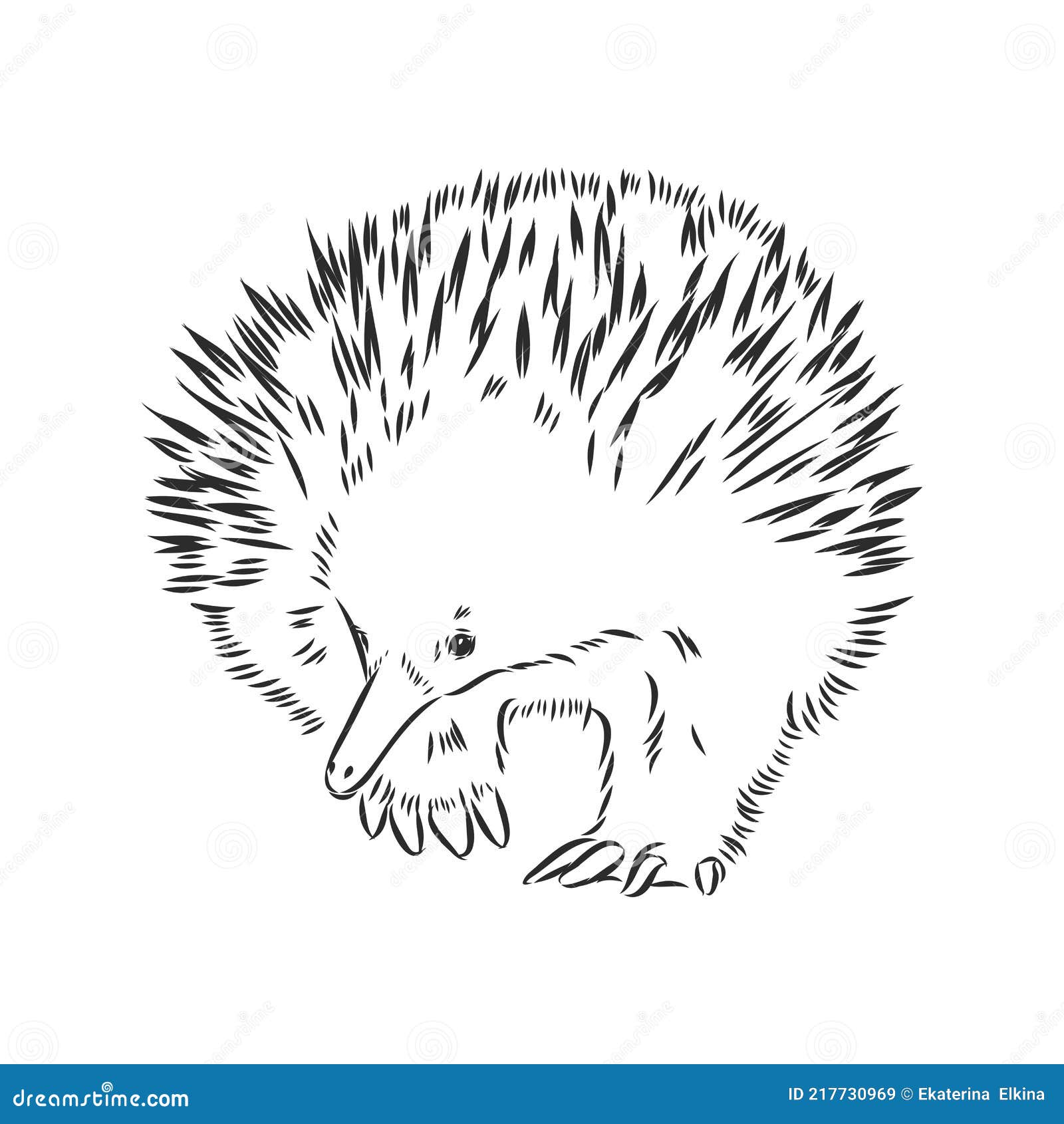 Echidna Illustration, Drawing, Engraving, Ink, Line Art, Vector ...
