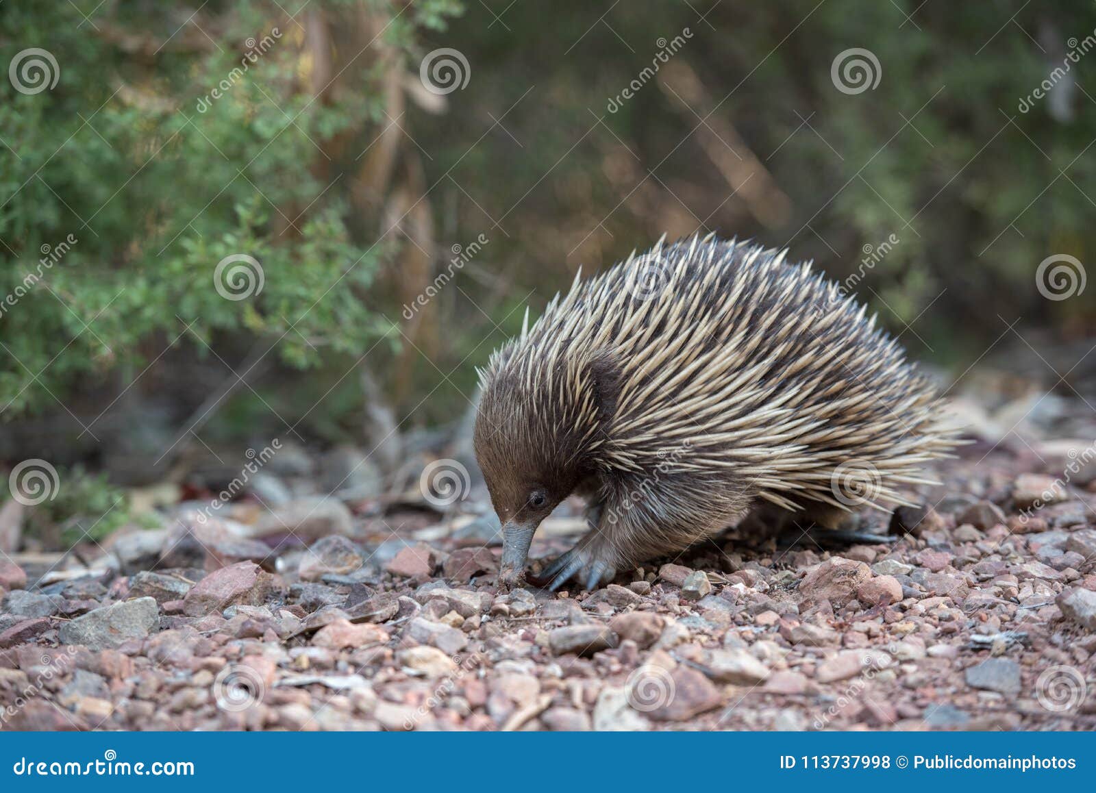 Echidna, Monotreme, Mammal, Domesticated Hedgehog Picture. Image: 113737998