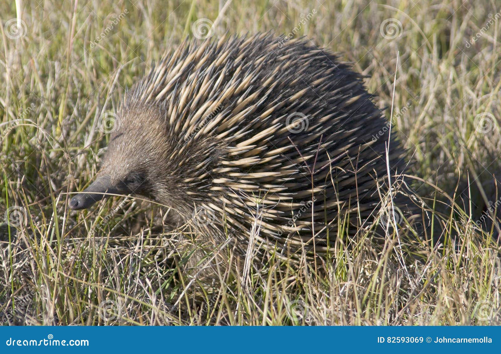 Echidna stock image. Image of spiny, australia, echidna - 82593069
