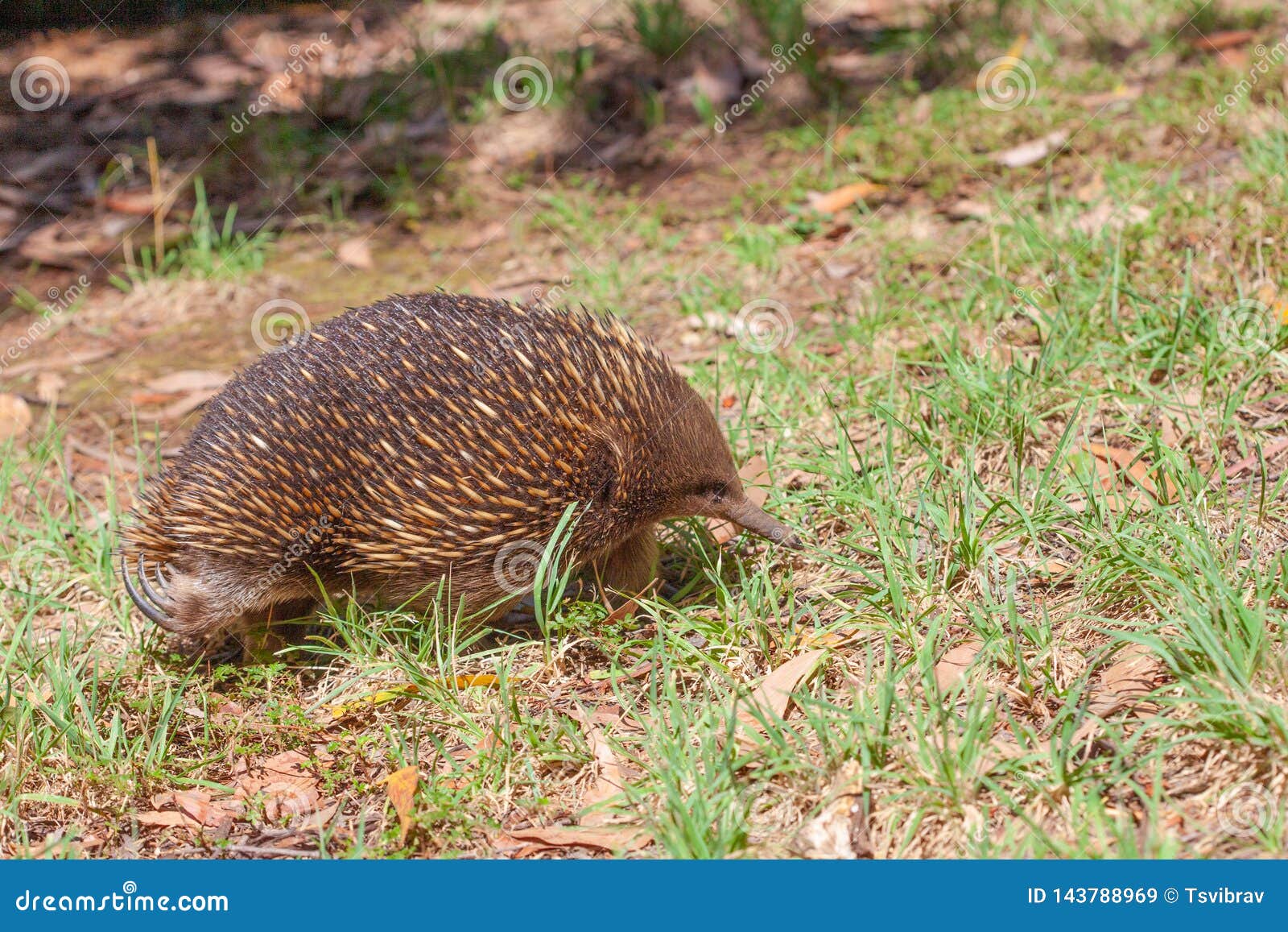 Echidna Walking in the Grass. Stock Image - Image of australian ...