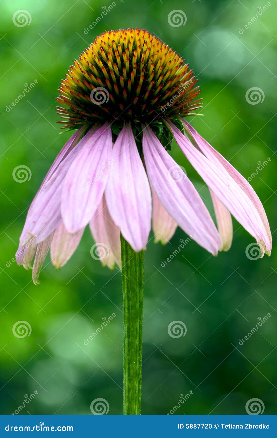 Echinacea stock photo. Image of healthy, pink, macro, petal - 5887720