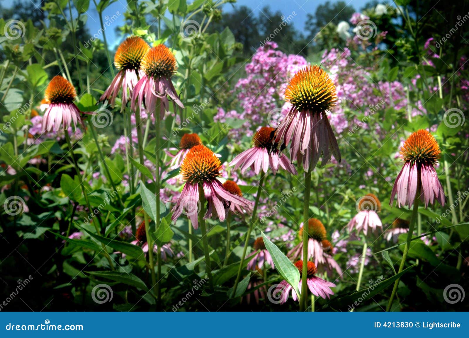 Echinacea Coneflower Field stock photo. Image of gardening - 4213830