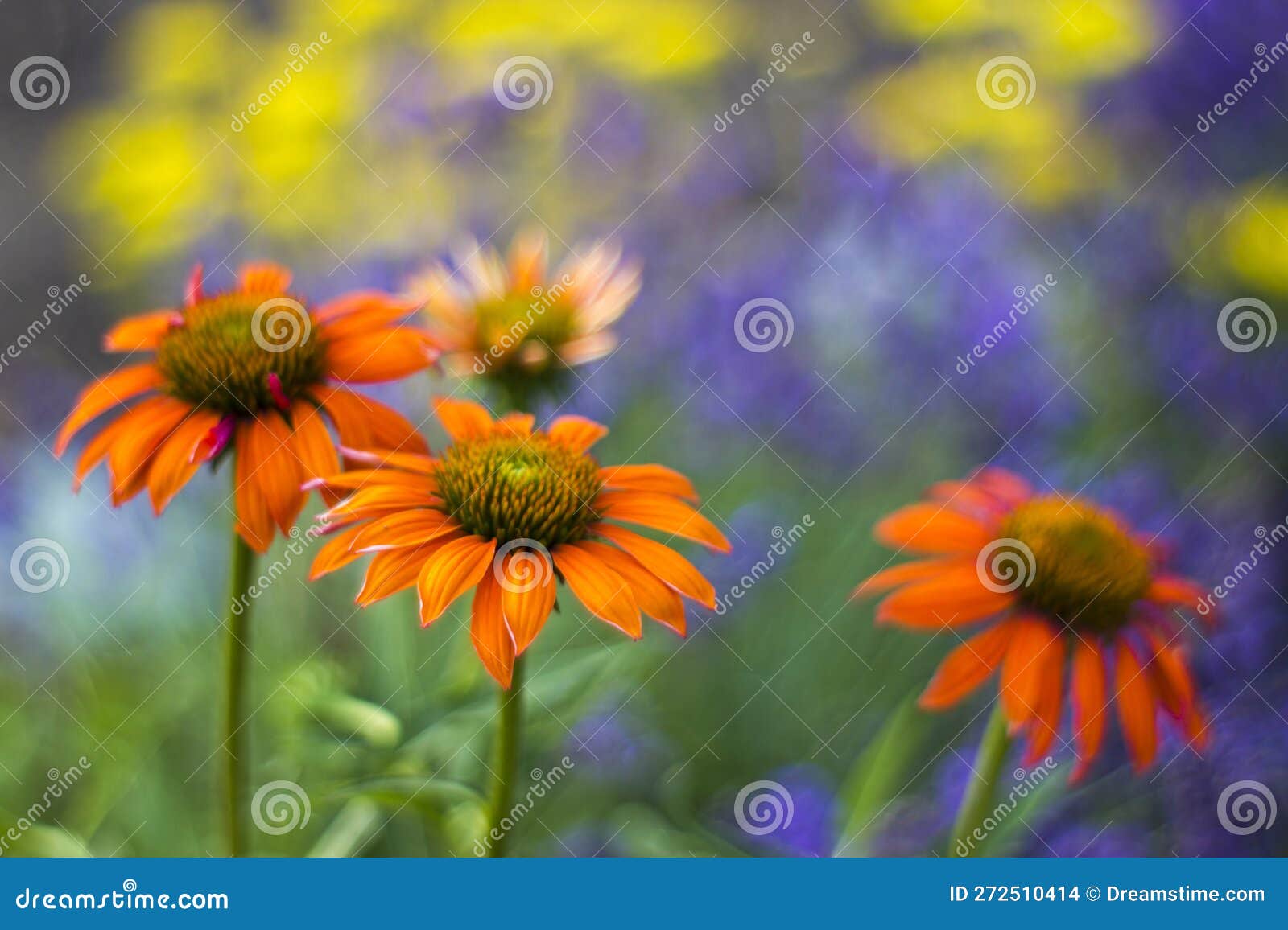 Echinacea - Coneflowers in the Garden Stock Photo - Image of green ...