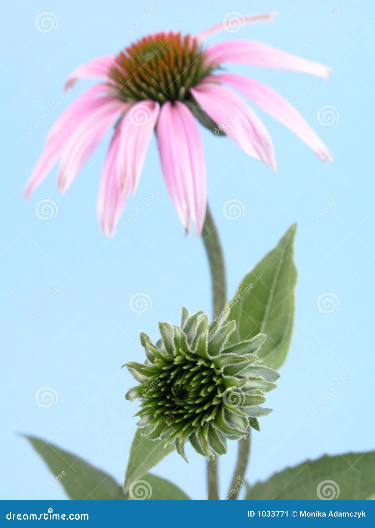 Echinacea flower stock image. Image of immune, heal, green - 1033771