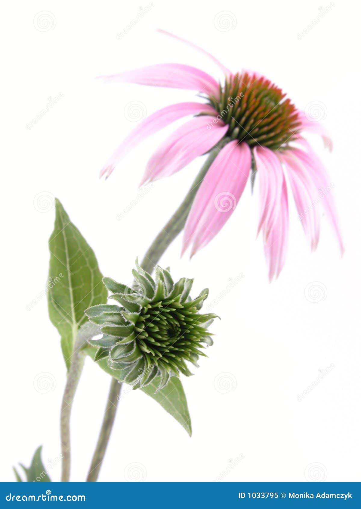 Echinacea flower stock image. Image of herbs, homeopathic - 1033795