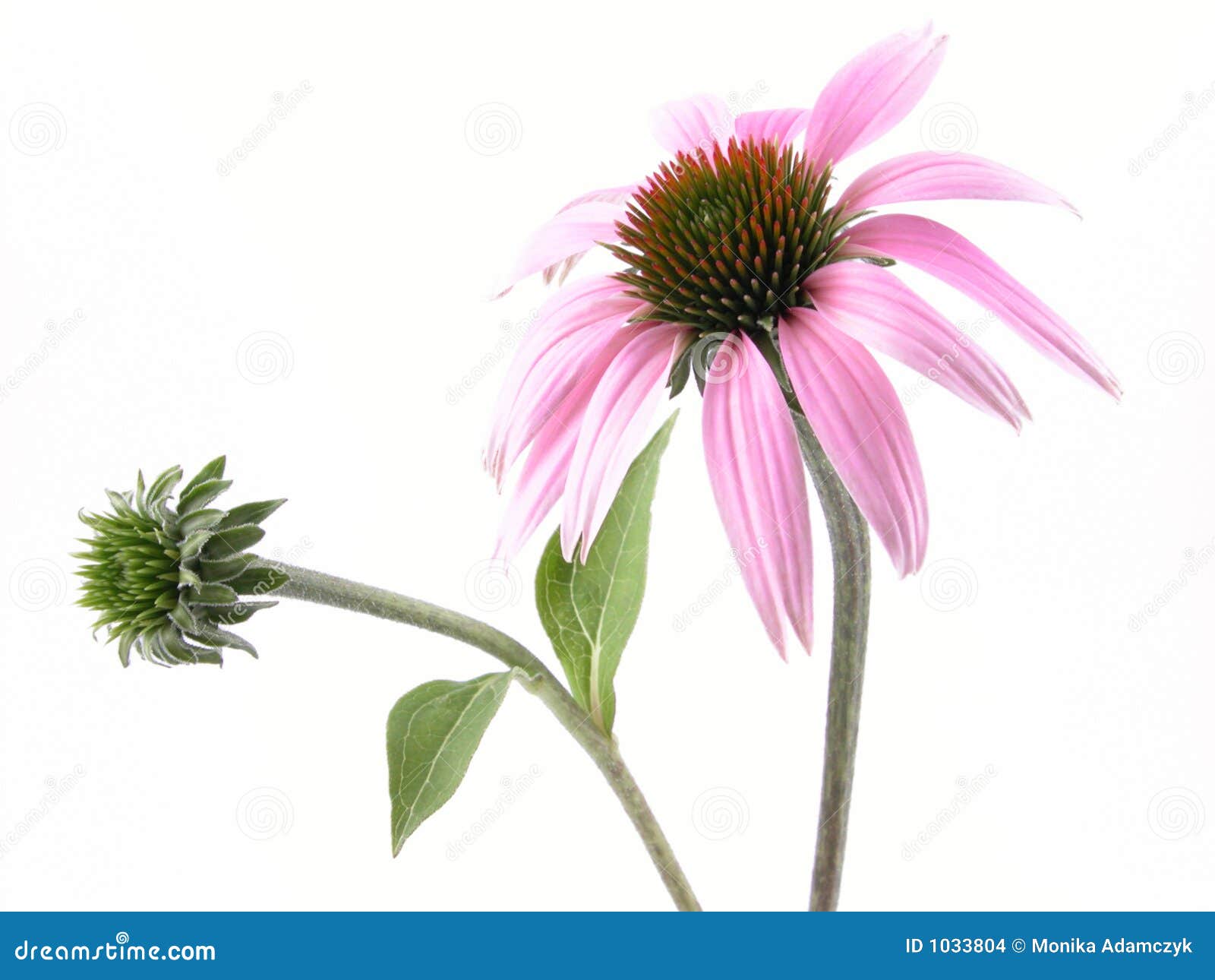 Echinacea flower stock photo. Image of heal, coneflower - 1033804