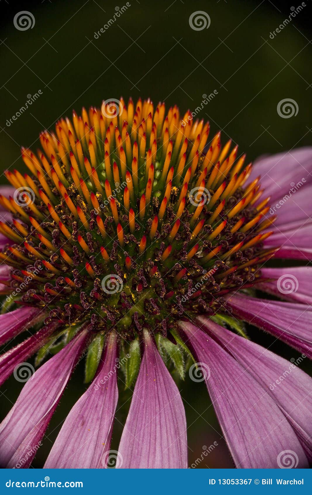 Echinacea flower stock image. Image of flora, garden - 13053367