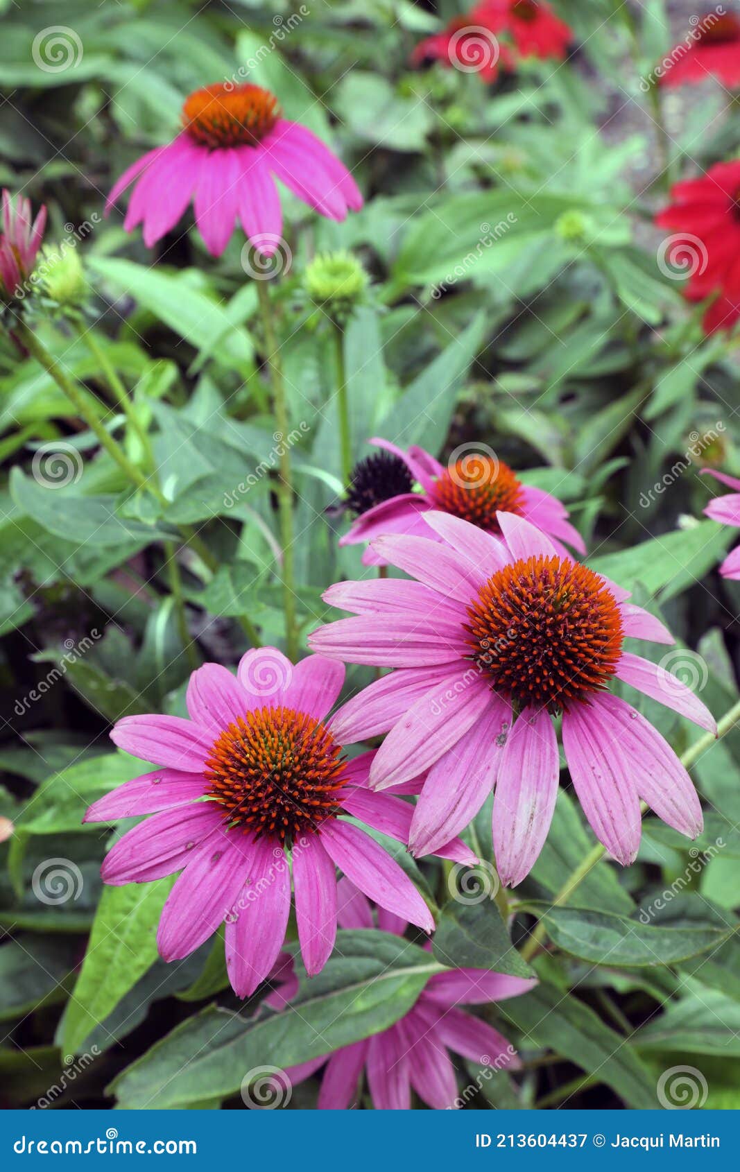 Echinacea Flower Also Know As Cone Daisy Stock Image - Image of blossom ...