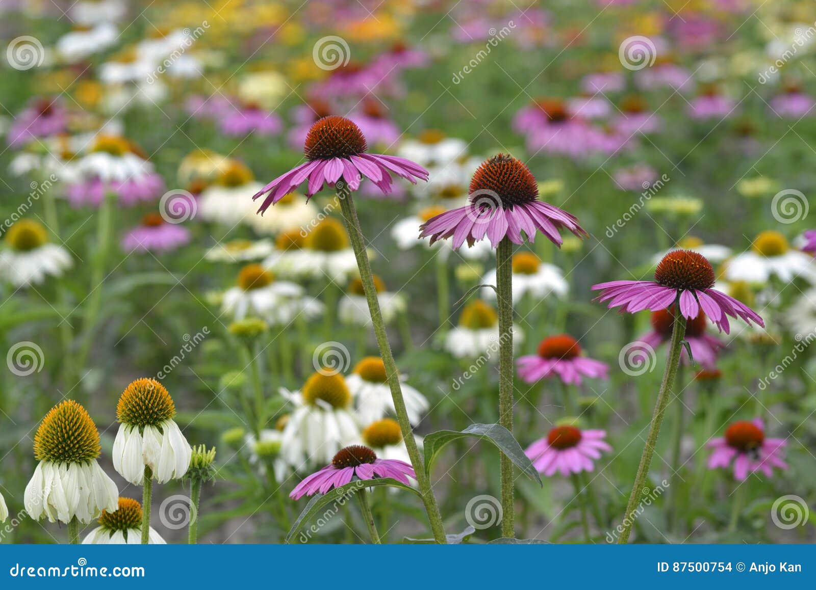 788 Perennial Echinacea Field Stock Photos - Free & Royalty-Free Stock ...
