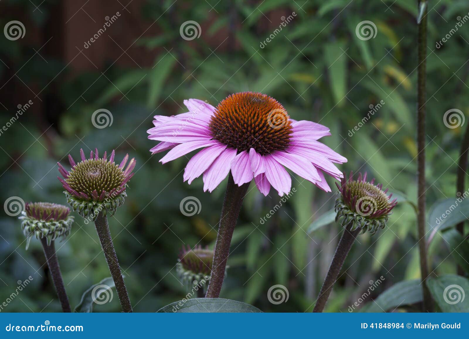 Echinacea Flower stock photo. Image of medicinal, blooming - 41848984