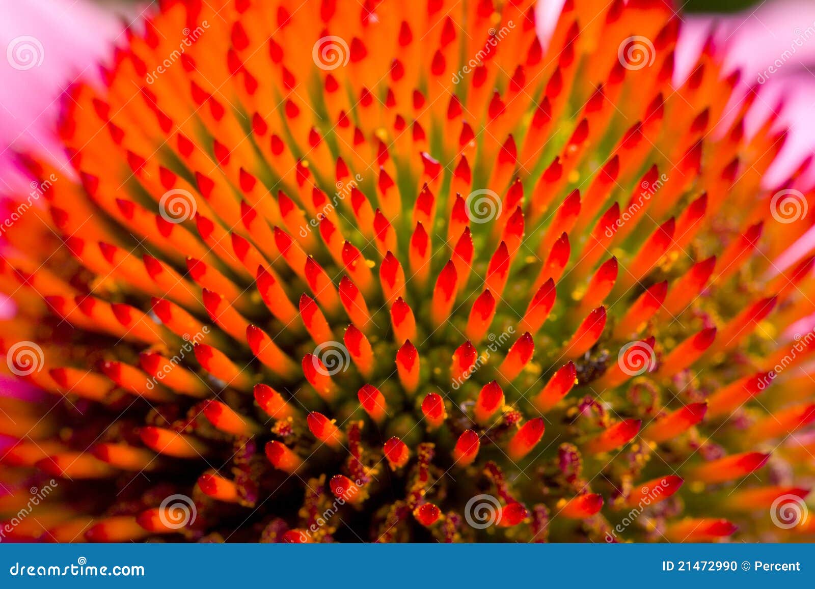 Macro Shot Of A Brown Recluse Spider Stock Photography | CartoonDealer ...