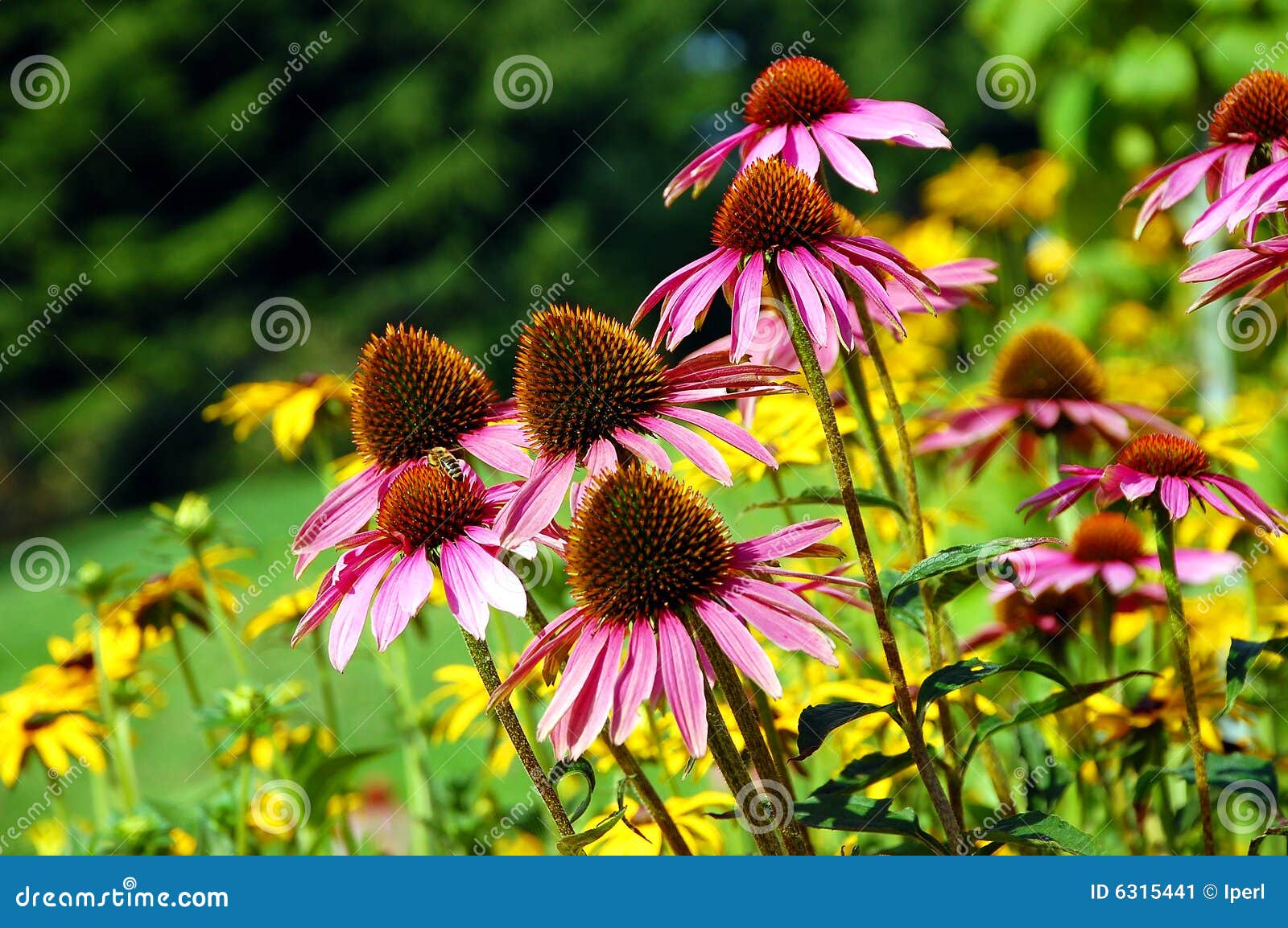 Echinacea flowers stock image. Image of summer, medicinal - 6315441
