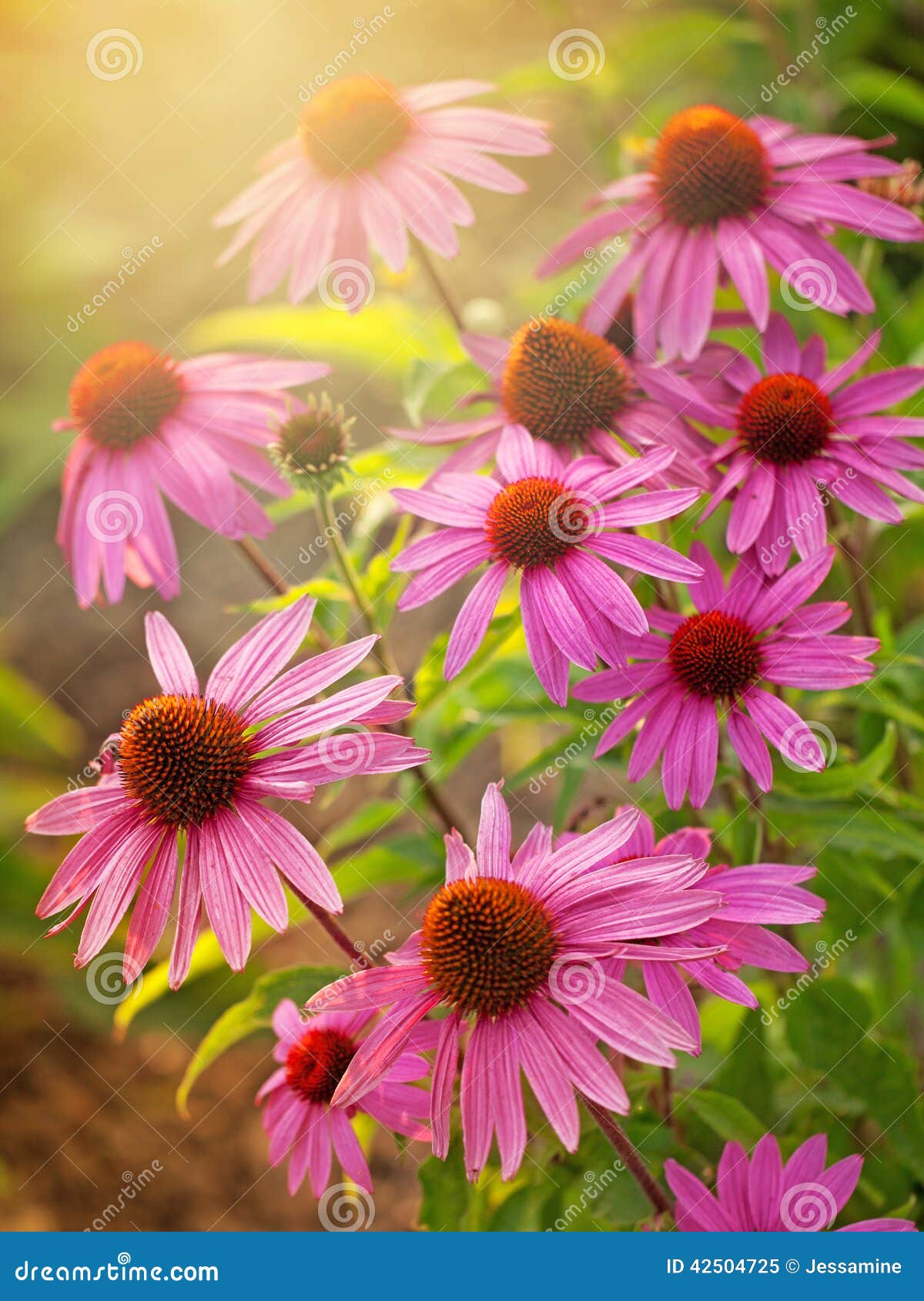 Echinacea flowers stock image. Image of plant, beauty - 42504725