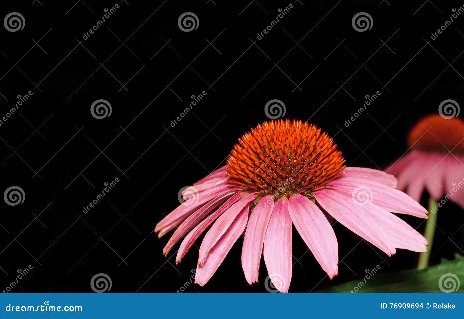 Echinacea flowers closeup stock photo. Image of blooming - 76909694