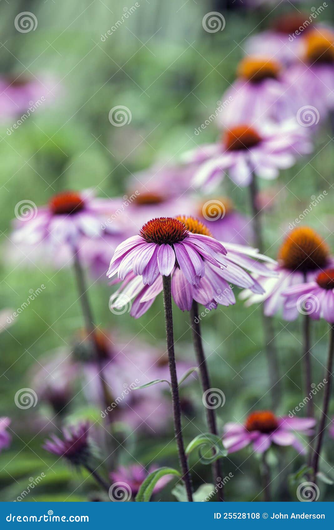 Echinacea Flowers in Garden Stock Photo - Image of purple, bloom: 25528108