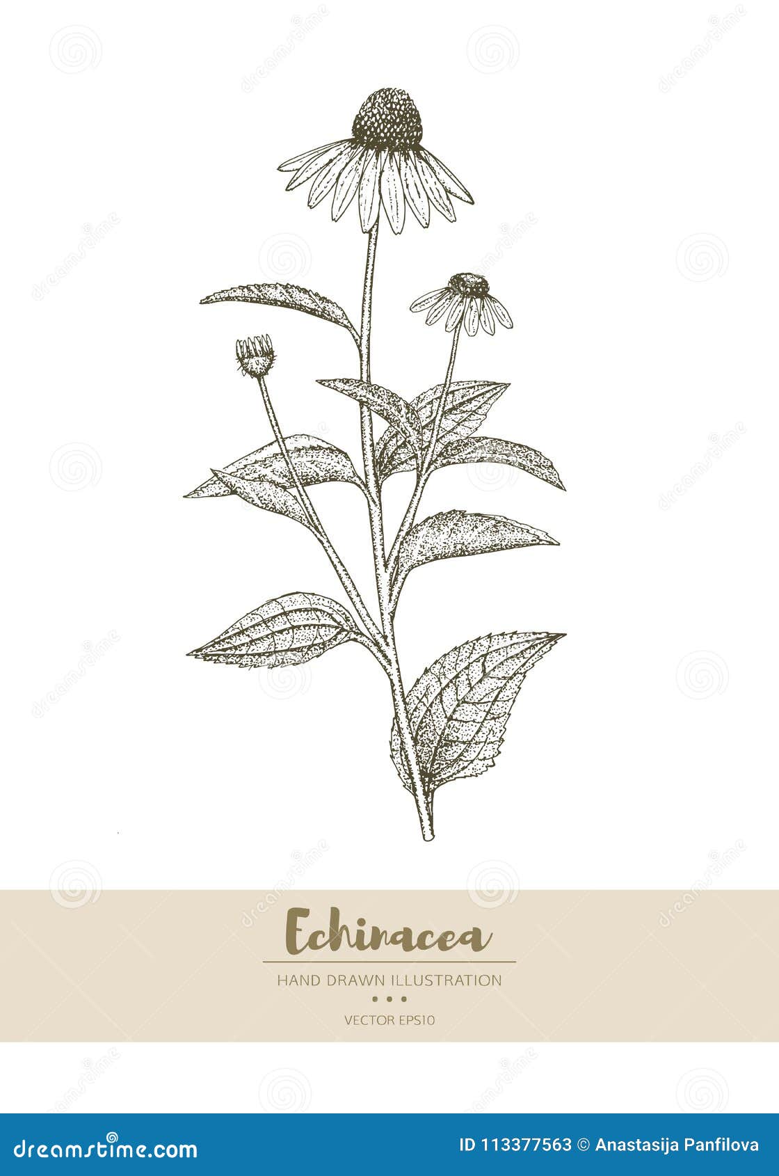 Echinacea illustration. stock vector. Illustration of botany - 113377563