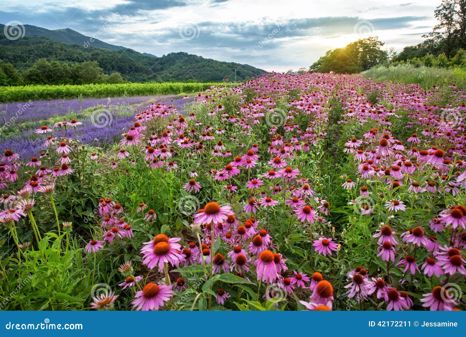Echinacea and Lavender Field Stock Image - Image of outdoors, blue ...