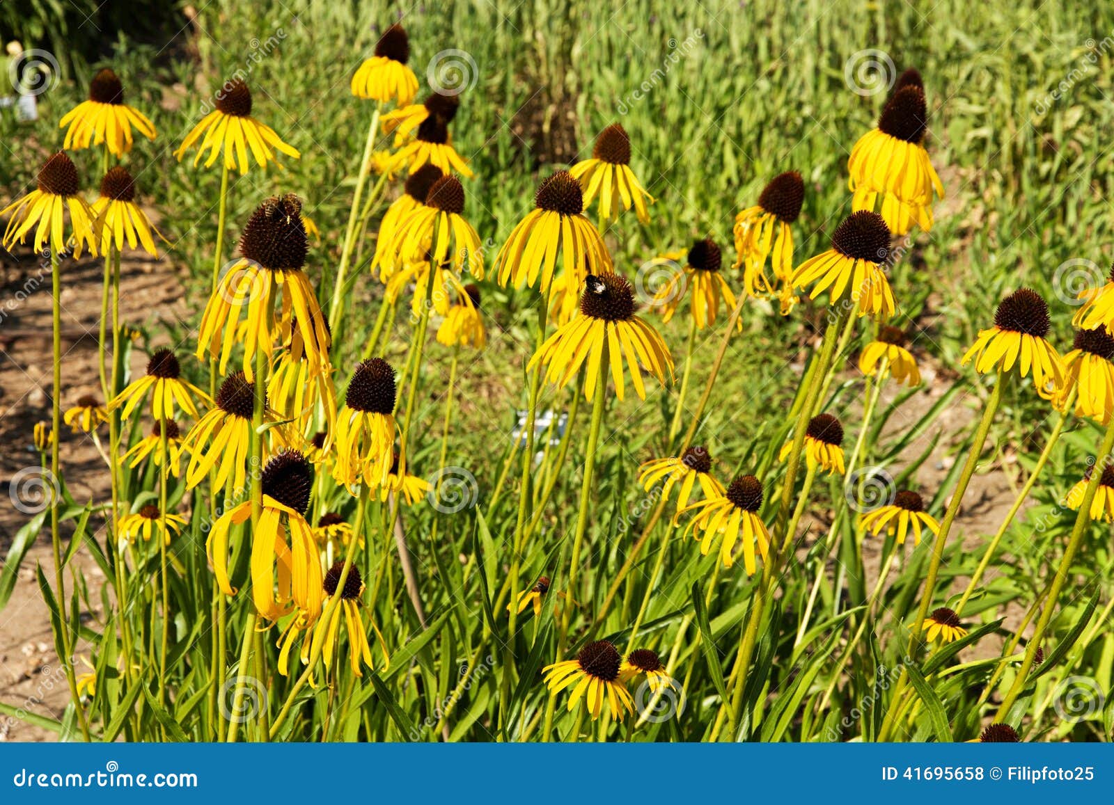 Echinacea paradoxa stock photo. Image of green, beautiful - 41695658