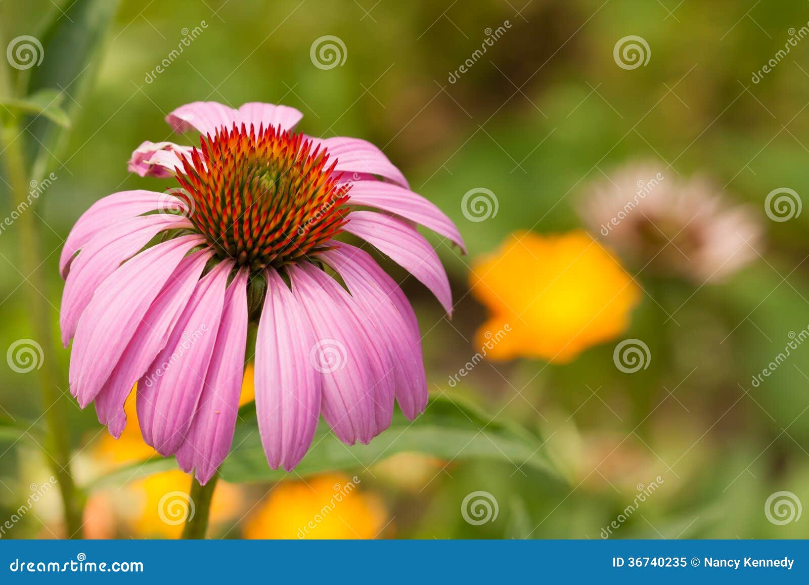 Echinacea stock image. Image of coneflower, flower, spiny - 36740235