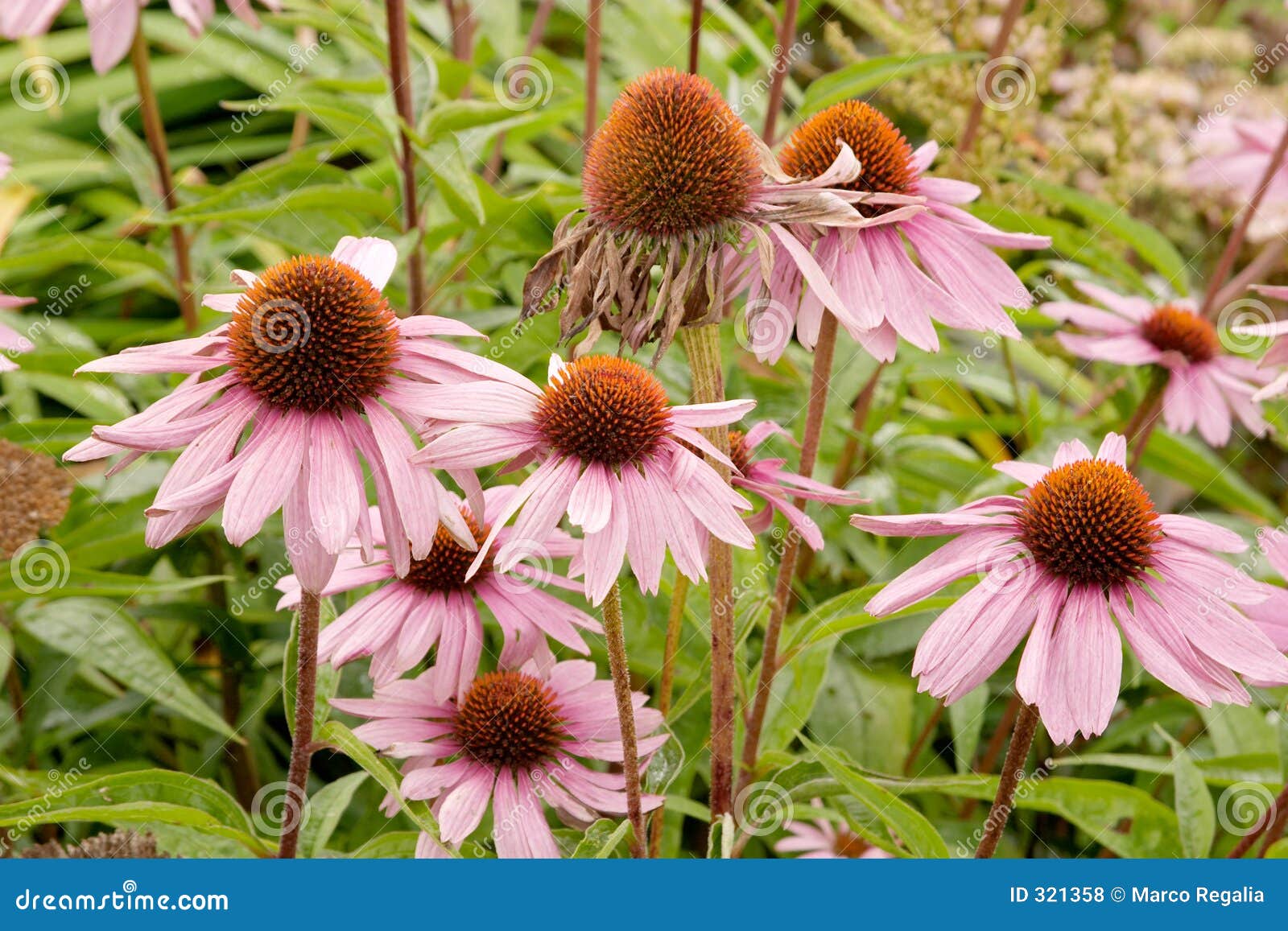 Echinacea purpurea Magnus stock photo. Image of fresh, lushness - 321358