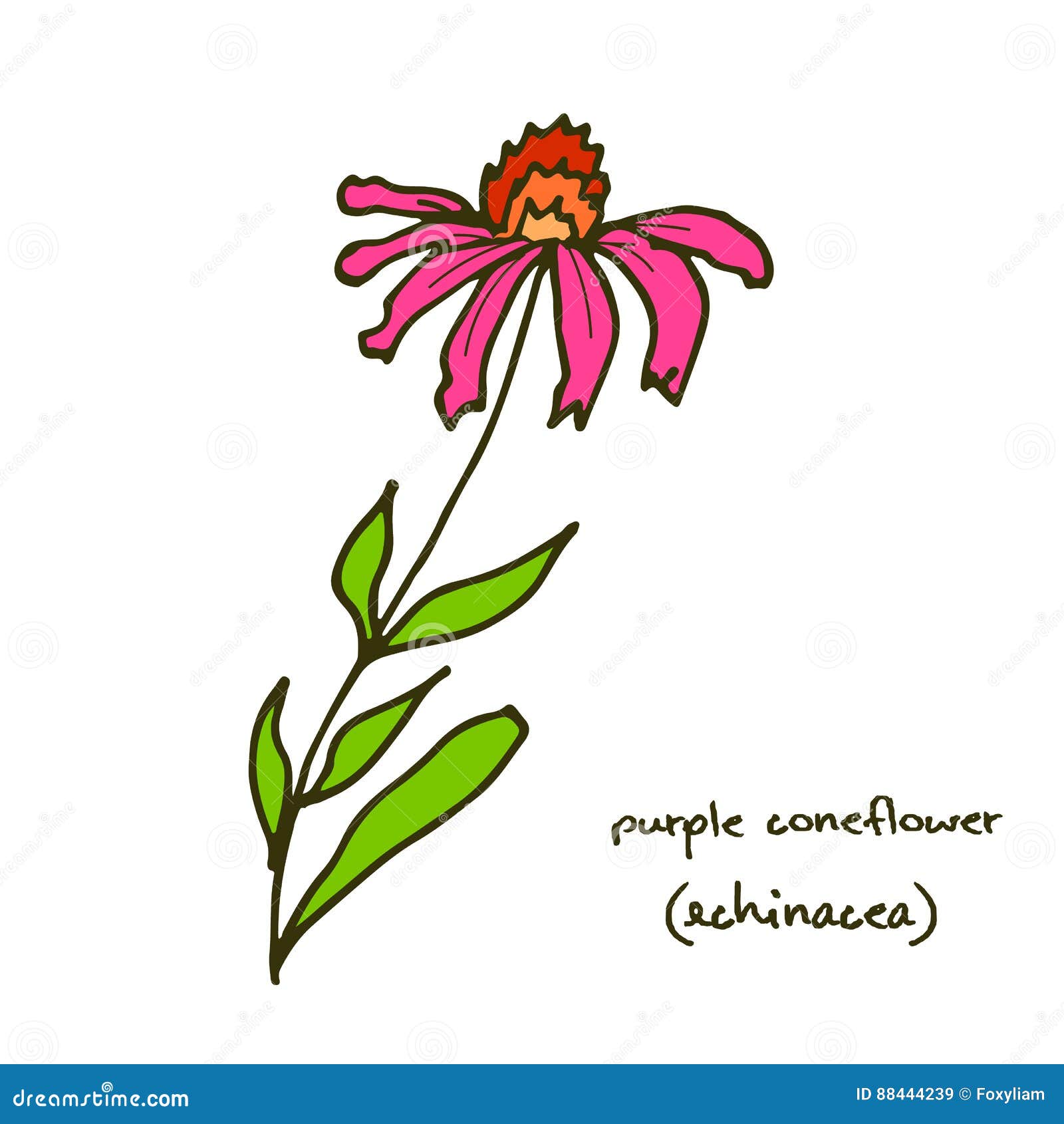Coneflower Stock Illustrationer, Vektorer, & Clipart – (258 Stock ...