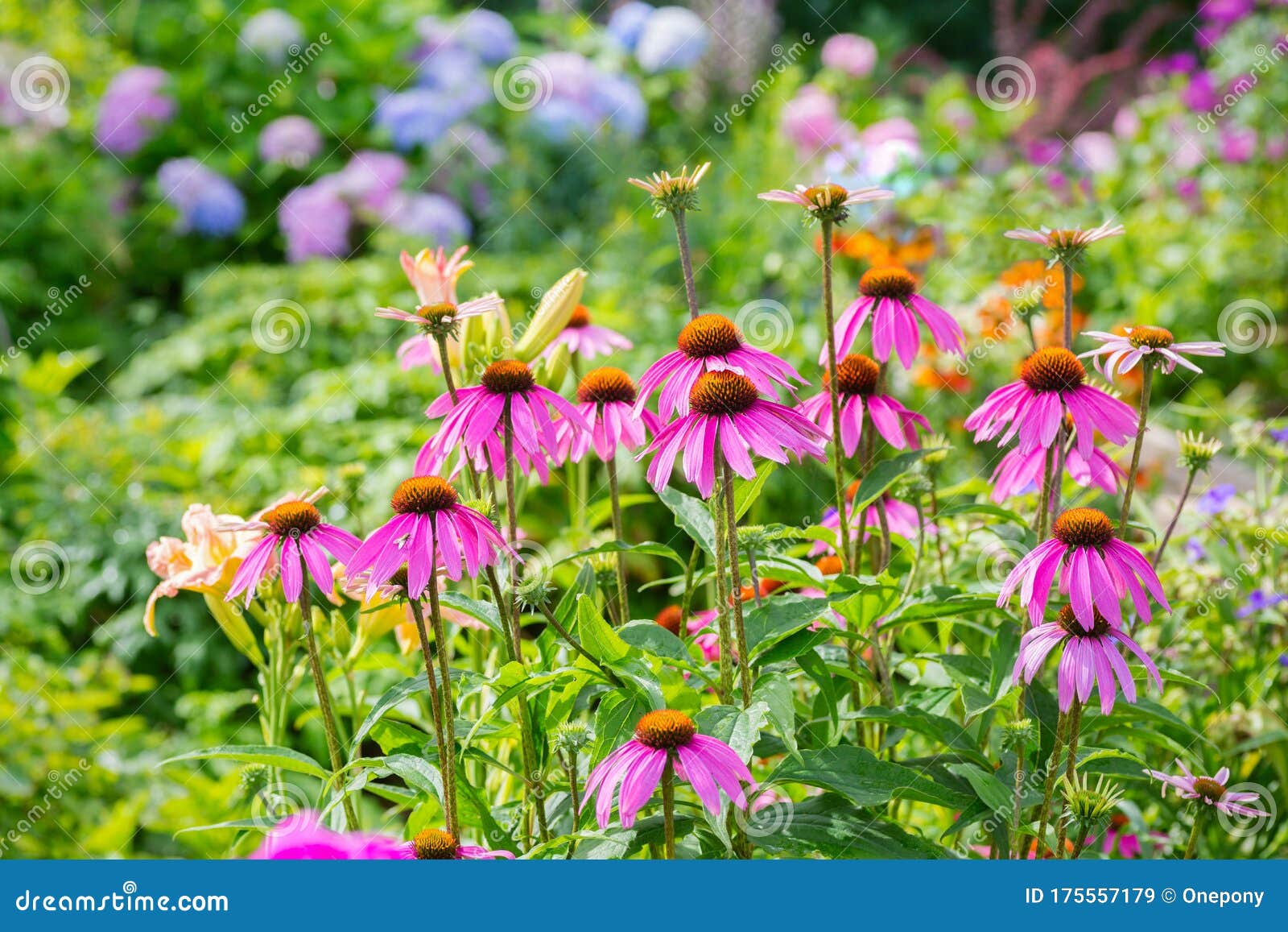 Echinacea in the Garden stock image. Image of beauty - 175557179