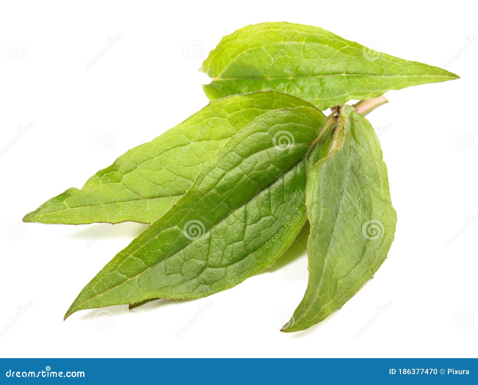 Echinachea Leaves - Healthy Nutrition Isolated on White Background ...