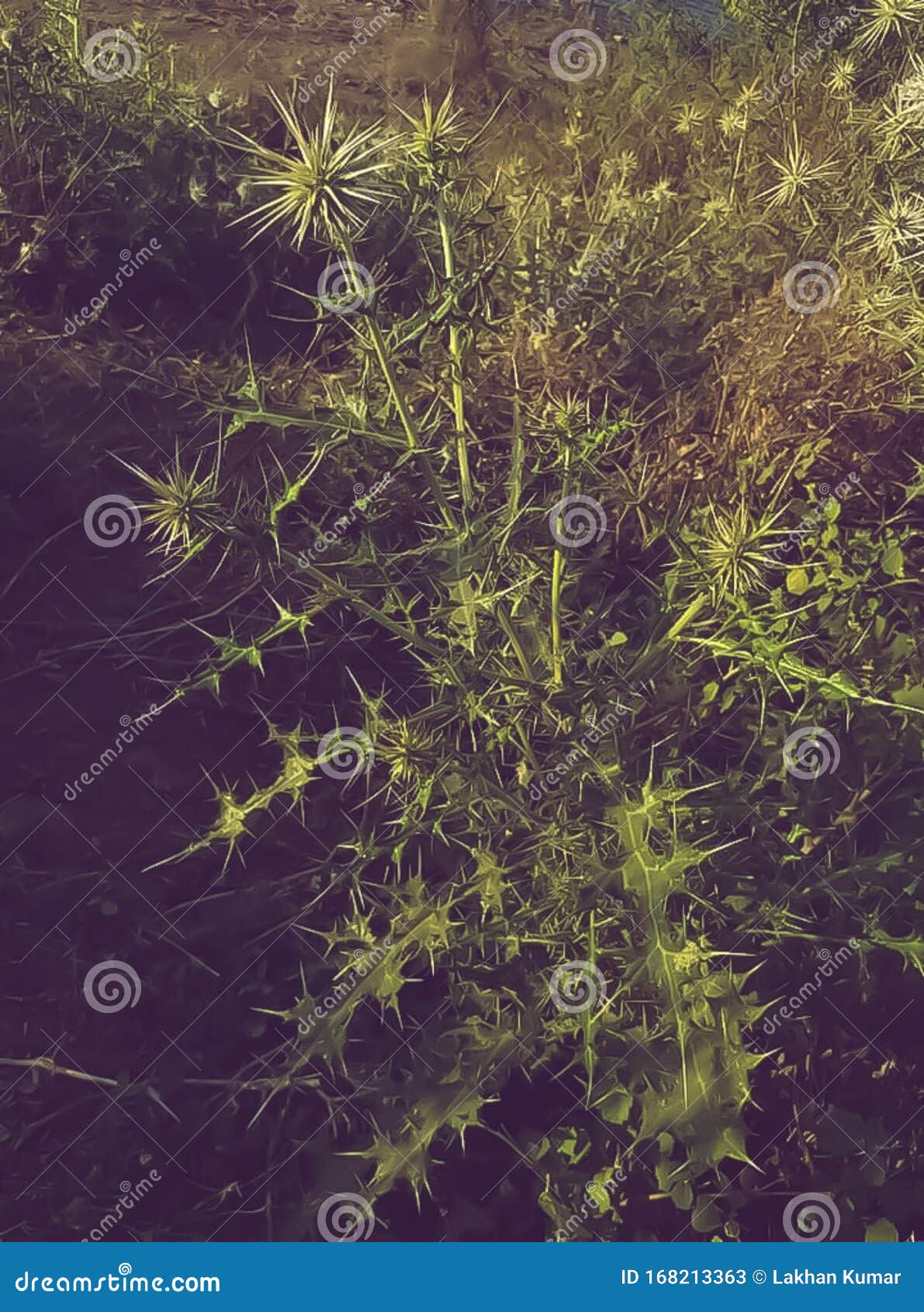 Echinate or thorn plant stock image. Image of nature - 168213363