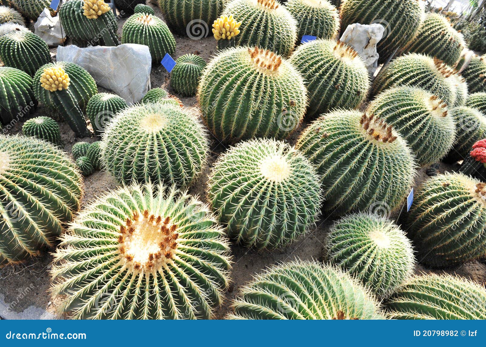 Echinocactus stock photo. Image of ball, botany, desert - 20798982