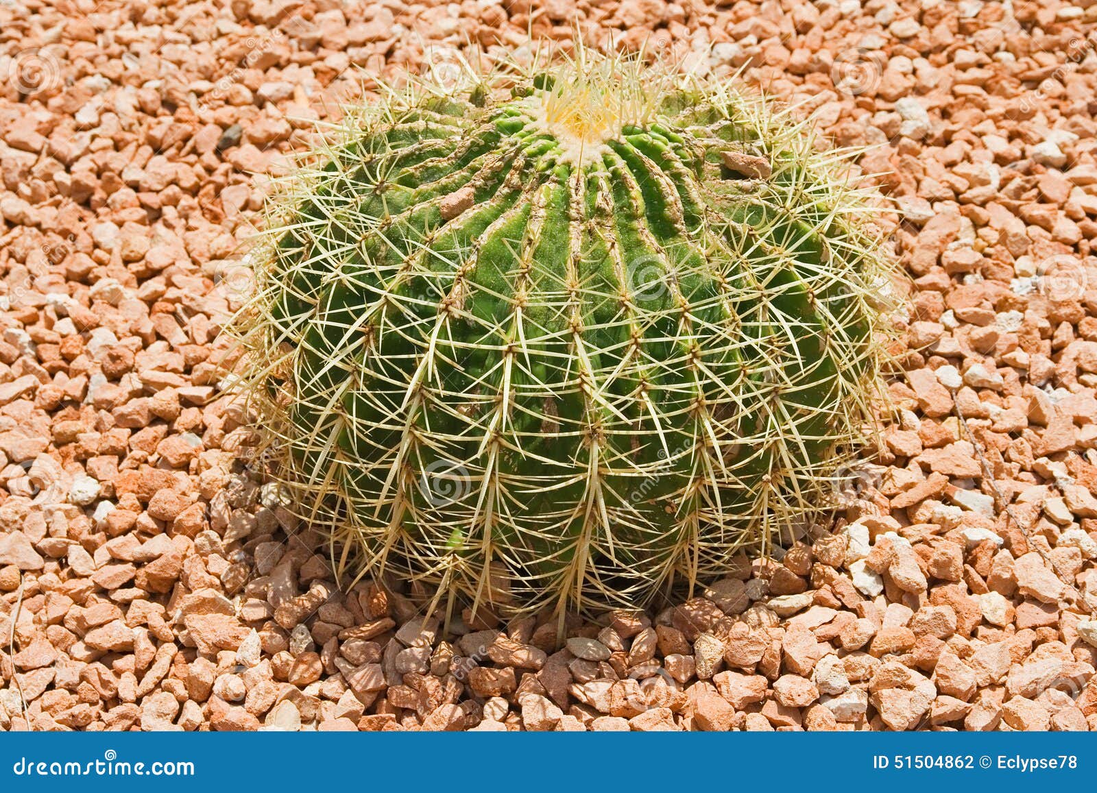 Echinocactus Grusonii Know In Golden Barrel Cactus Or Golden Ball ...