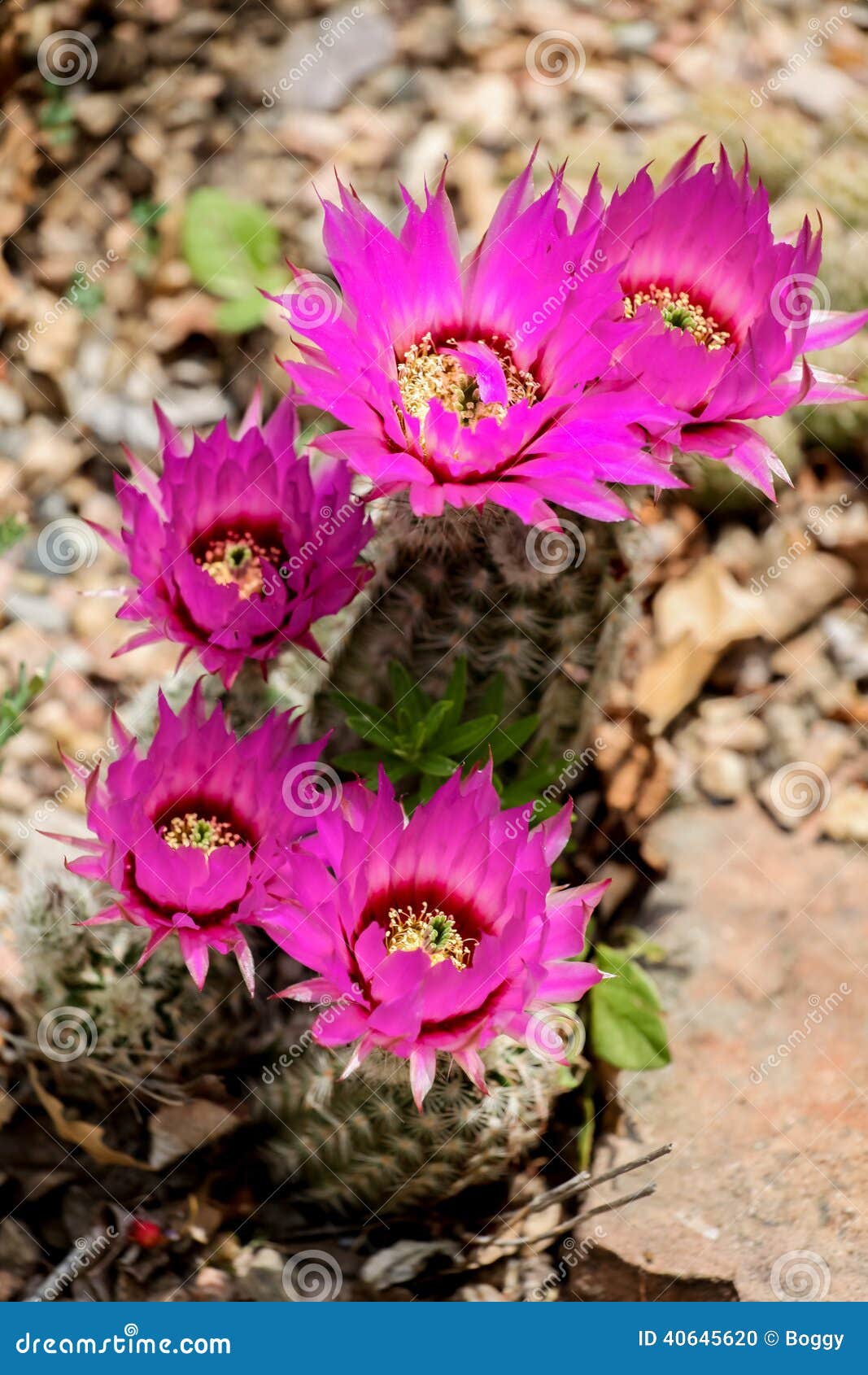Echinocereus catcus flower stock photo. Image of nature - 40645620