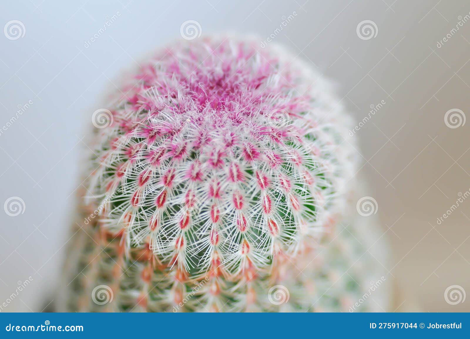 Echinocereus Pectinatus Rubispinus,echinocereus Pectinatus or Pink ...