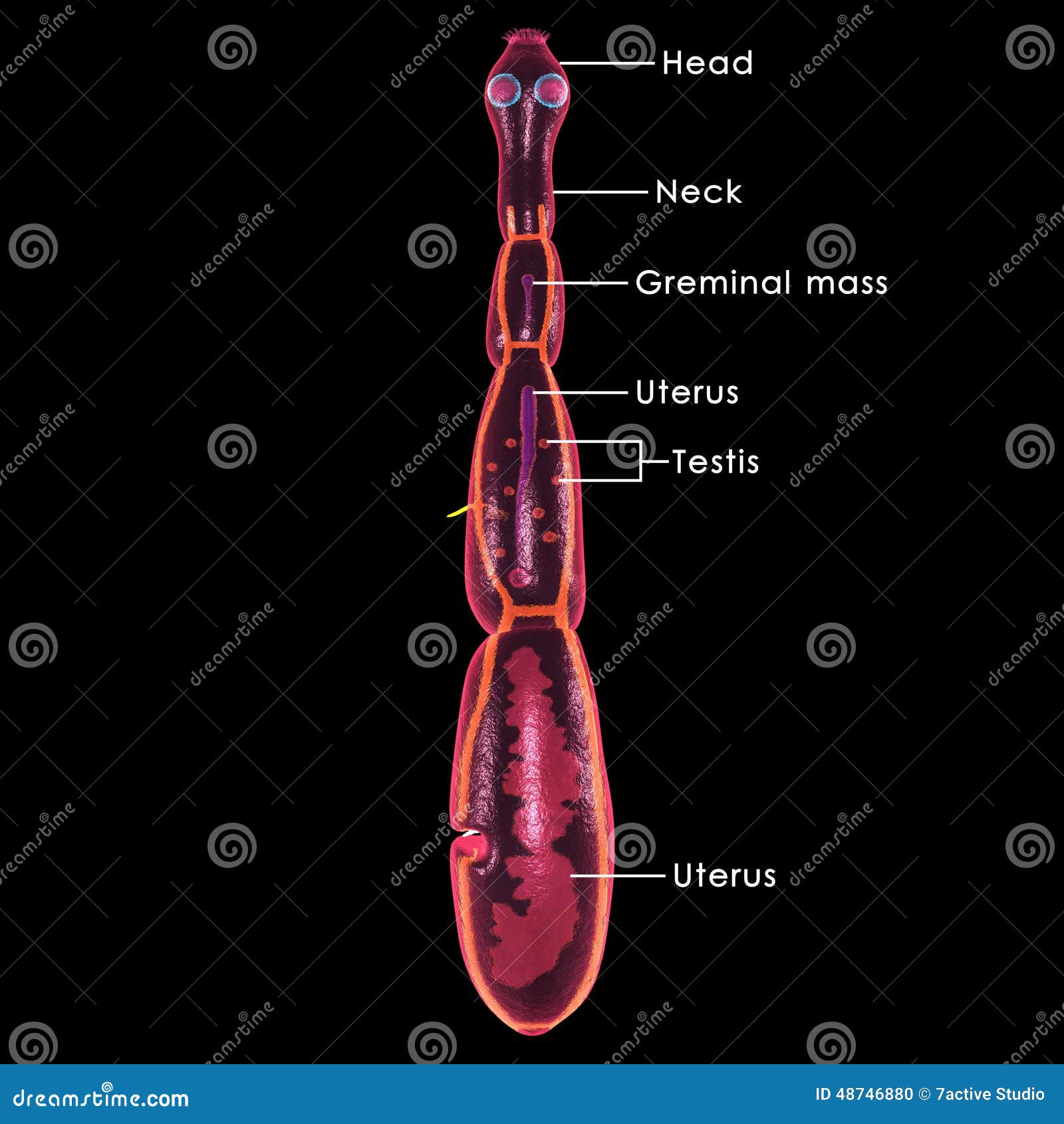 Tapeworm In Dogs Microscope