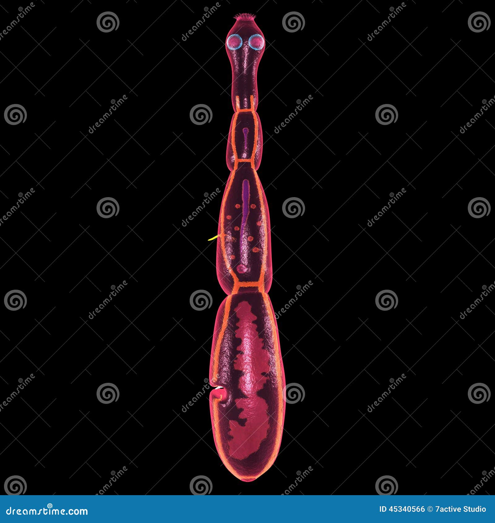 Echinococcus Granulosus Stock Photo | CartoonDealer.com #45340566