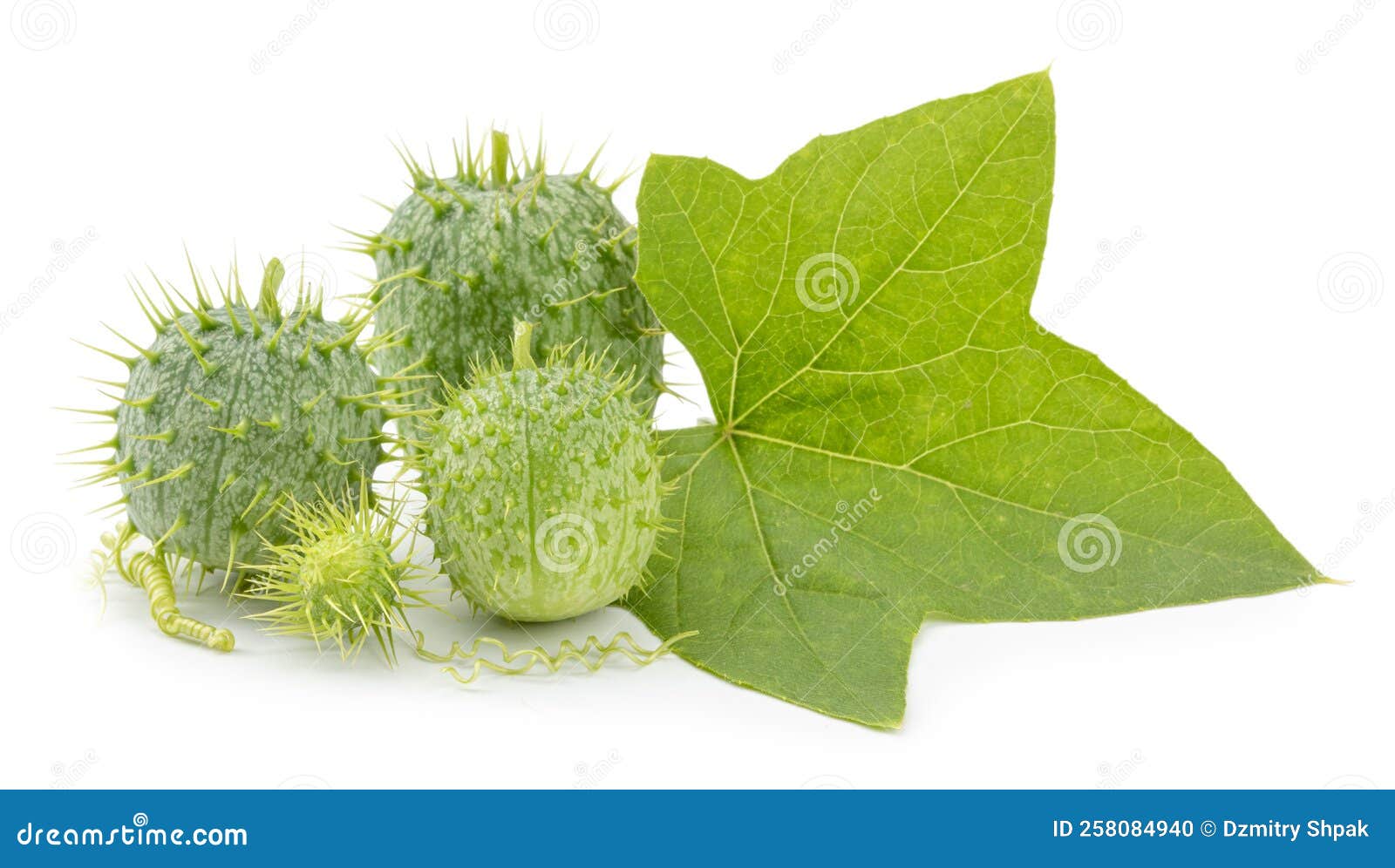 Echinocystis Lobata Royalty-Free Stock Photography | CartoonDealer.com ...