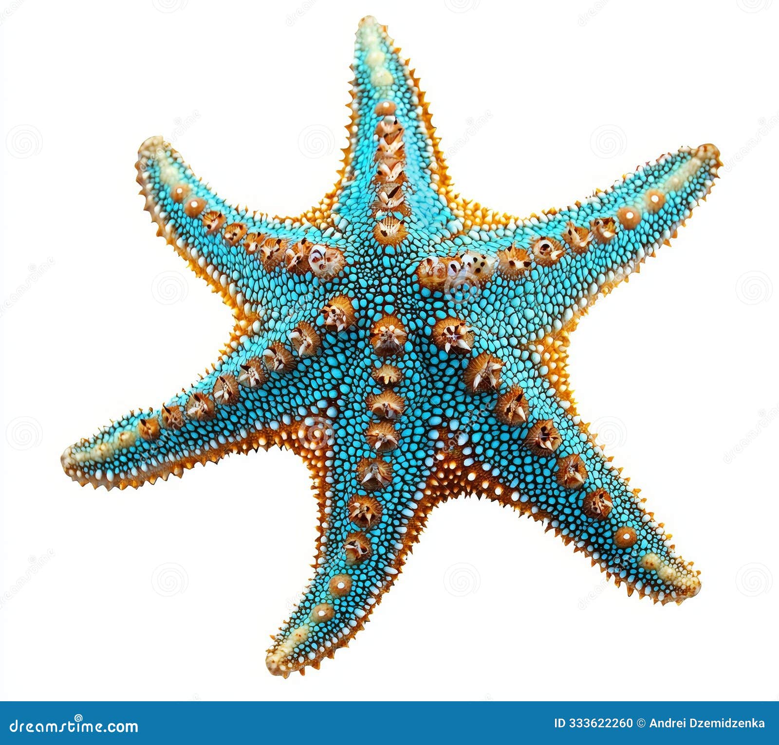 Echinoderm PNG with Blue Starfish. Stock Illustration - Illustration of ...