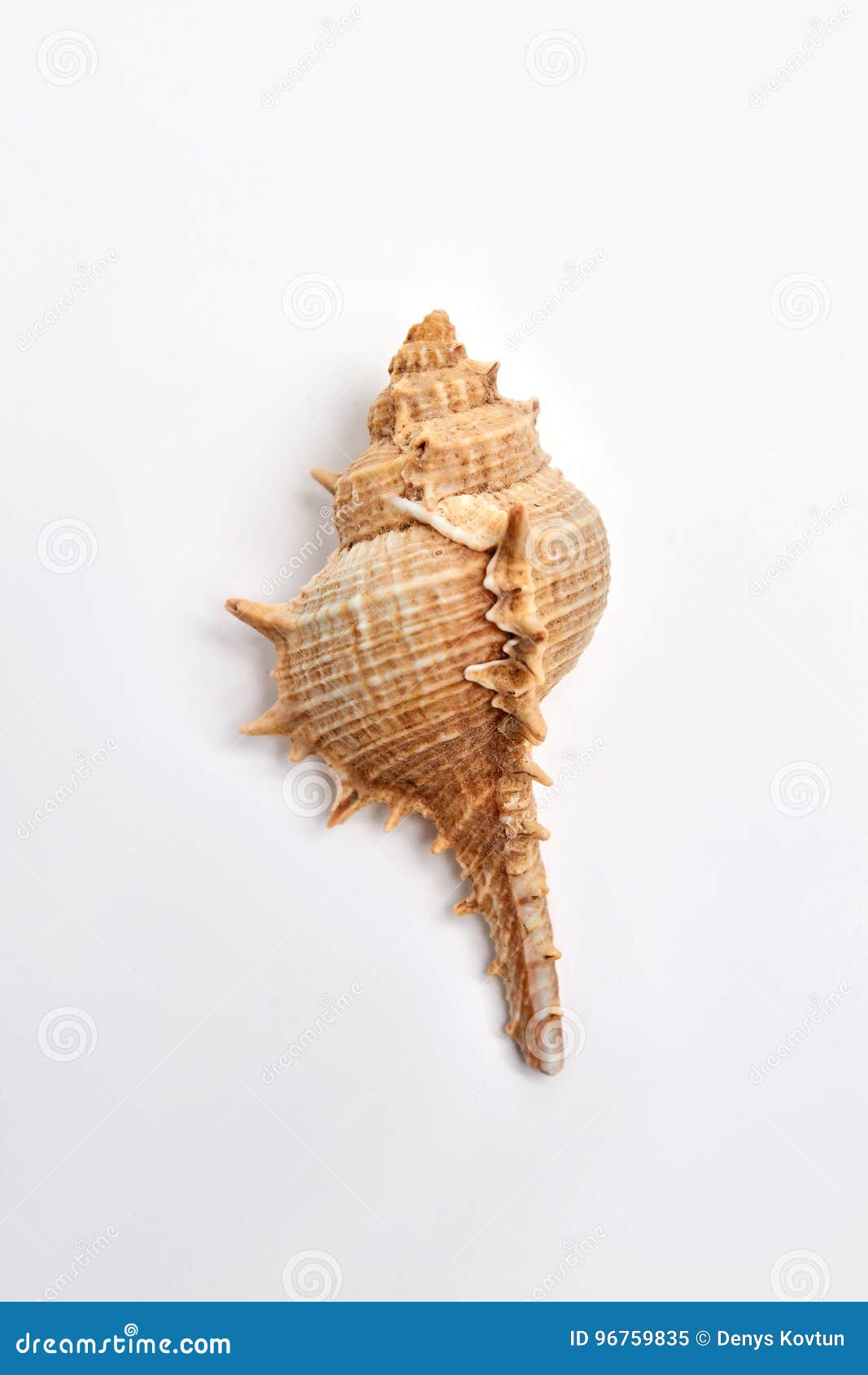 Echinoderm Seashell Isolated on White. Stock Image - Image of aquatic ...