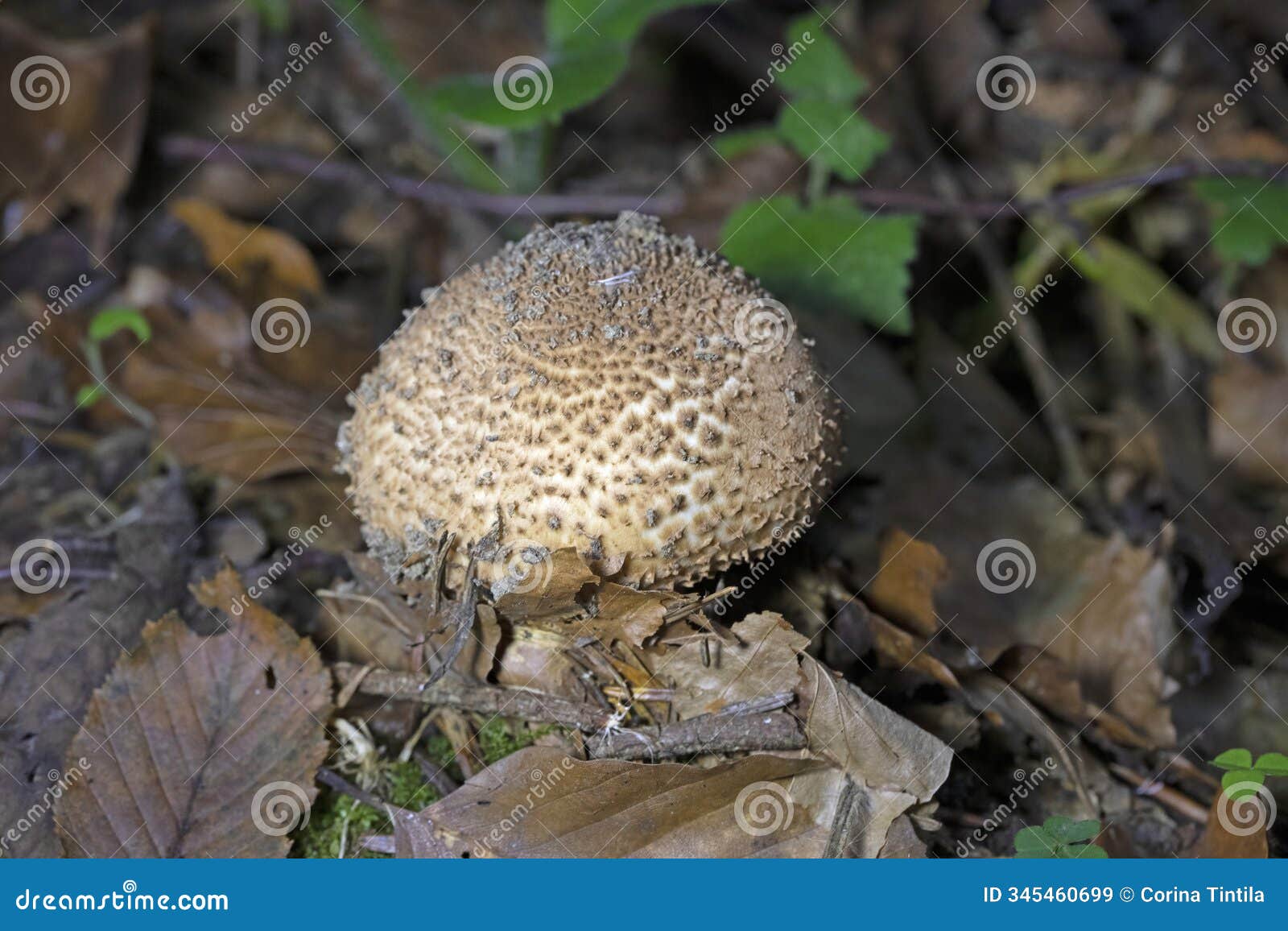 Echinoderma Asperum (Lepiota Aspera)sometimes Known Commonly As the Freckled Dapperling Stock ...