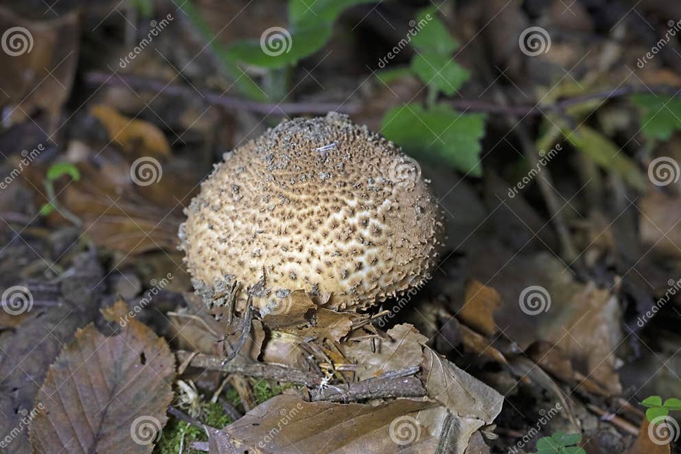 Echinoderma Asperum (Lepiota Aspera)sometimes Known Commonly As the ...