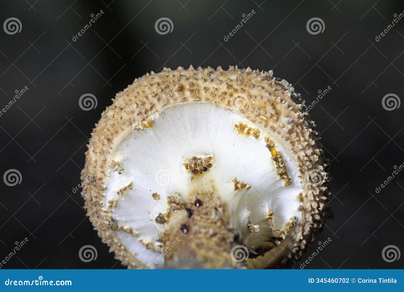 Echinoderma Asperum (Lepiota Aspera)sometimes Known Commonly As the ...