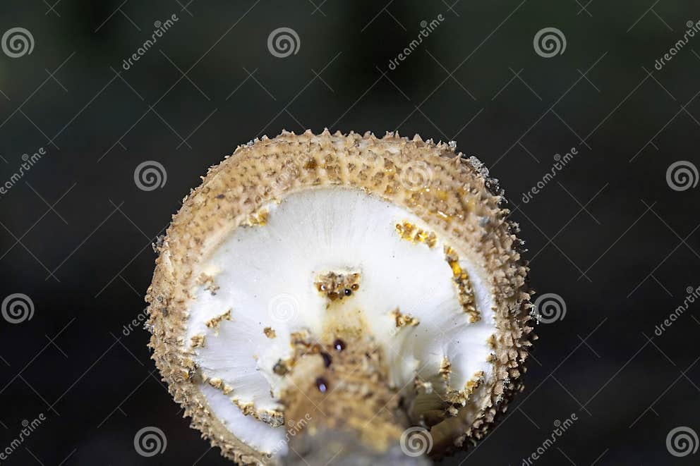 Echinoderma Asperum (Lepiota Aspera)sometimes Known Commonly As the ...