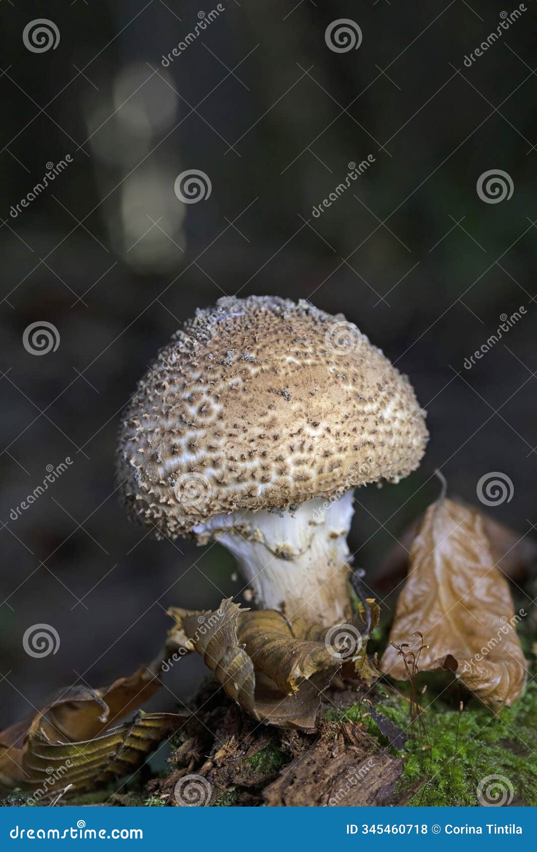 Echinoderma Asperum (Lepiota Aspera)sometimes Known Commonly As the ...