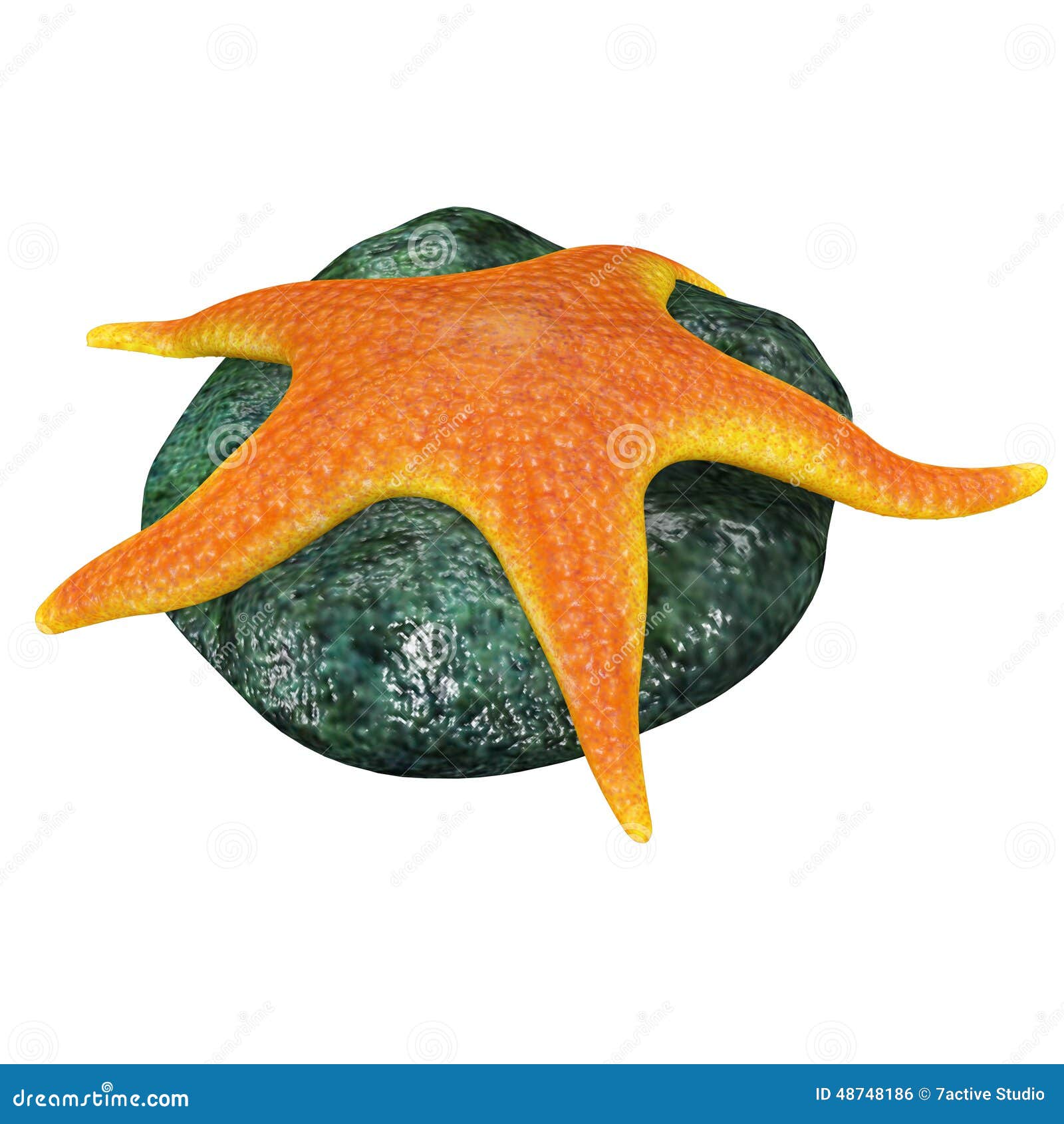 Echinoderms stock photo. Image of beauty, bright, echinoderms - 48748186