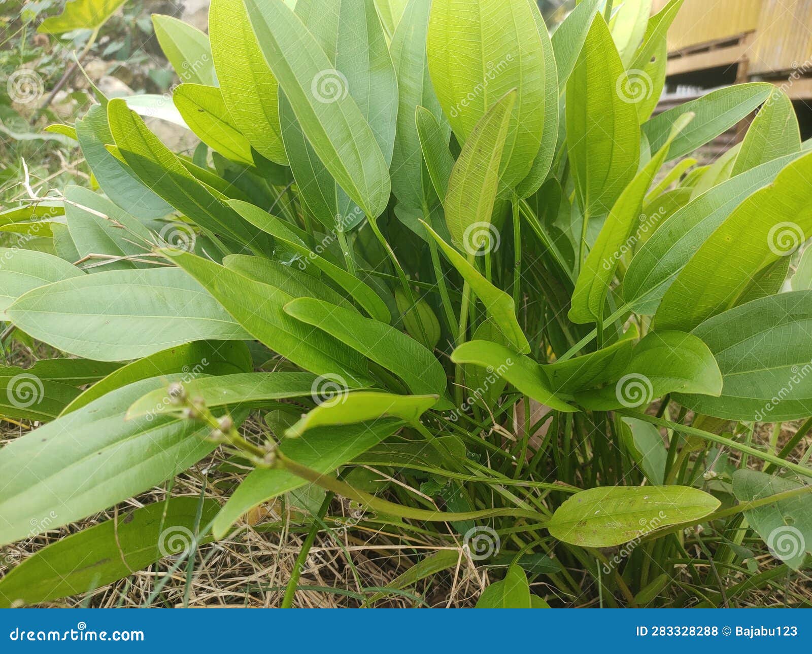 Echinodorus Cordifolius Aquatic Plants Stock Photo - Image of water ...