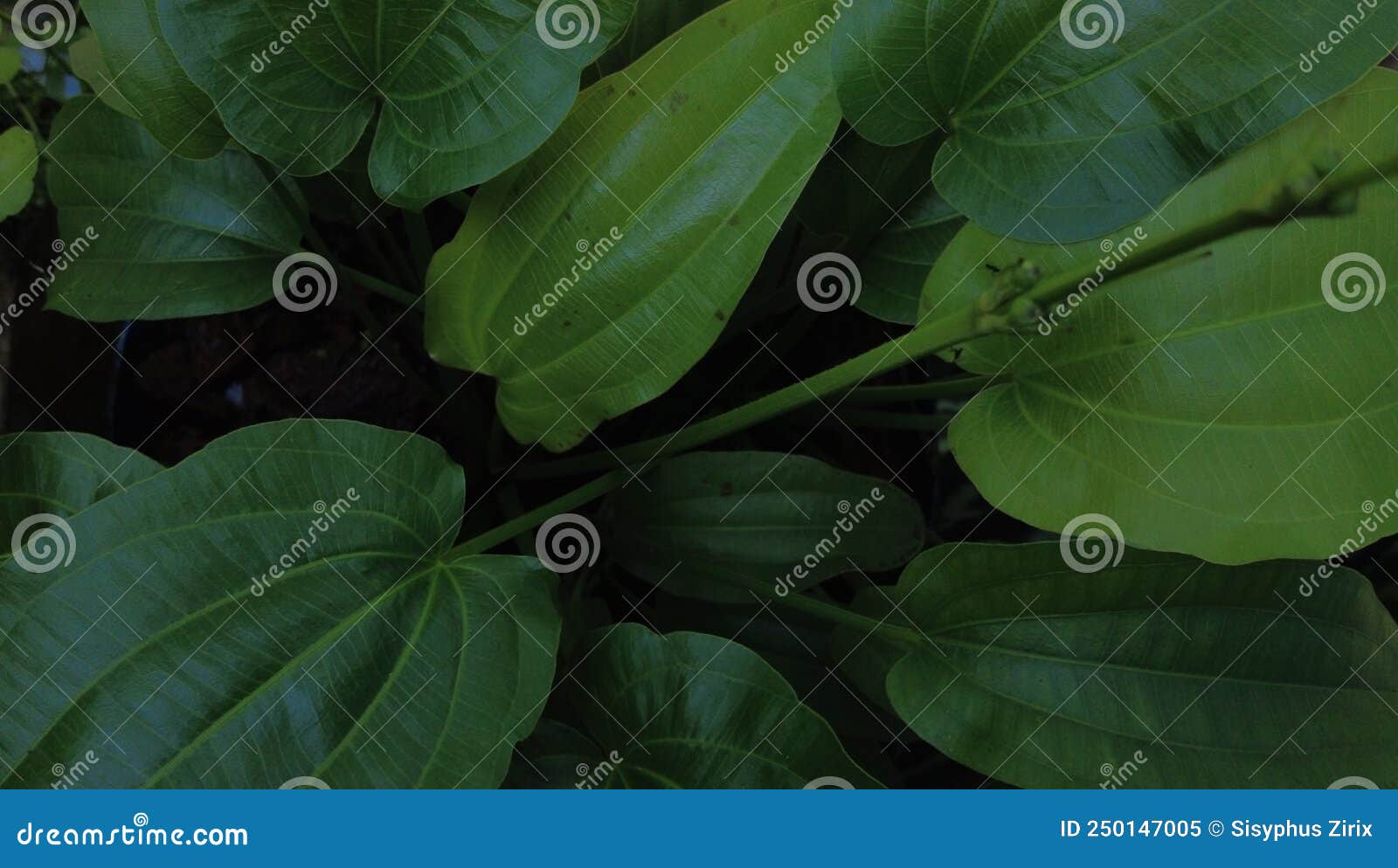 Echinodorus Cordifolius, the Spade-leaf Sword or Creeping Burhead ...