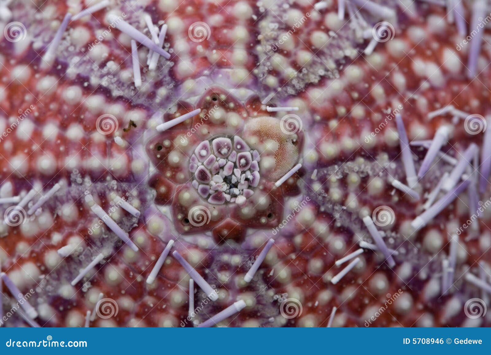 Echinoidea Definition