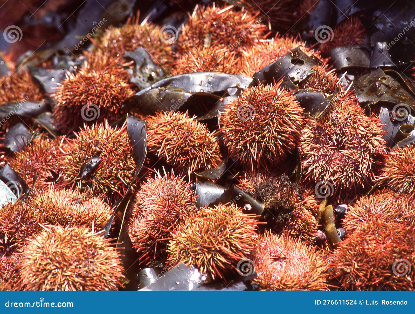 Echinoidea, Commonly Known As Sea Urchins, are a Class of the Phylum Echinoderms Stock Photo ...