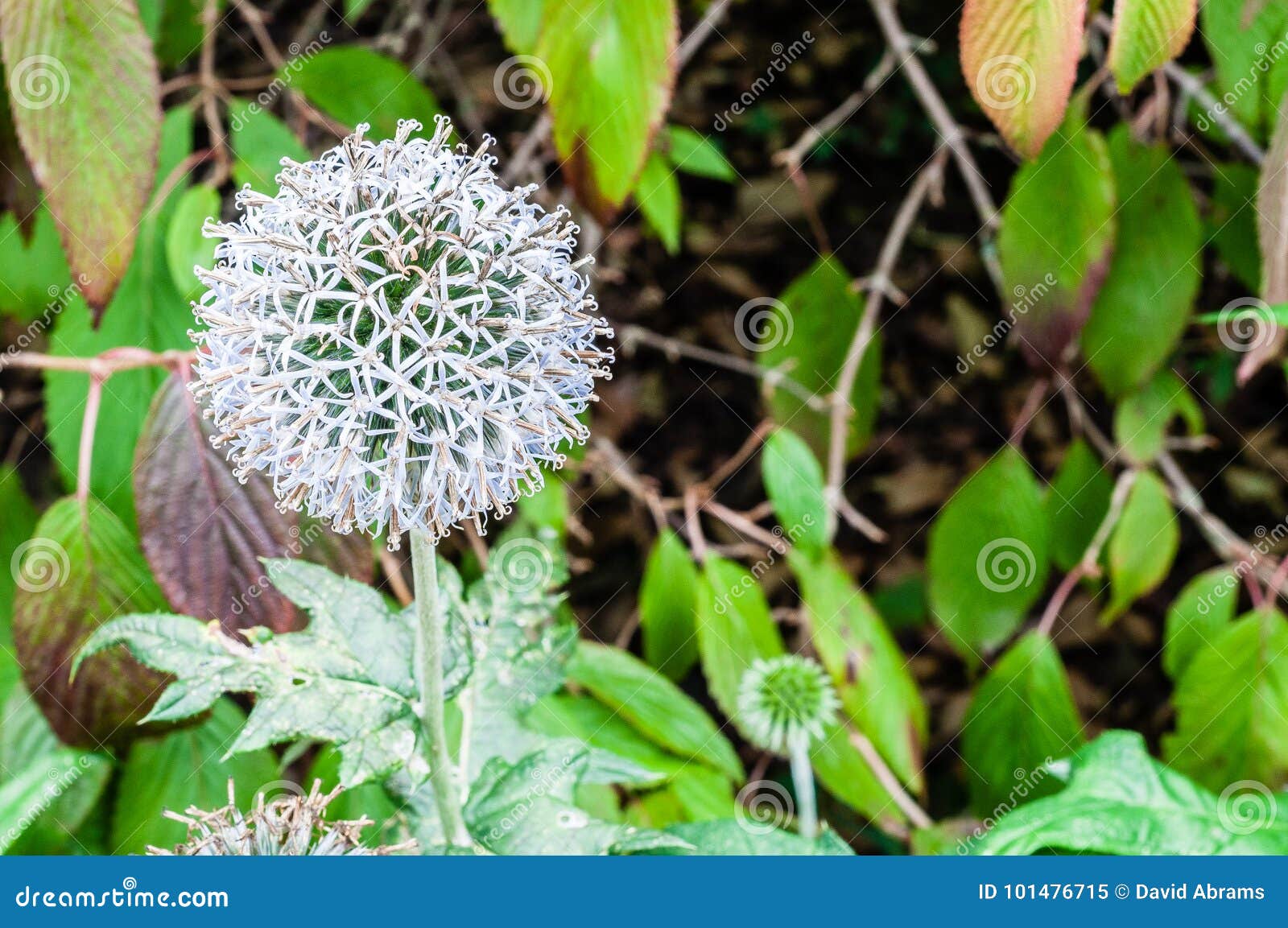 Echinops blue globe flower stock image. Image of farming - 101476715