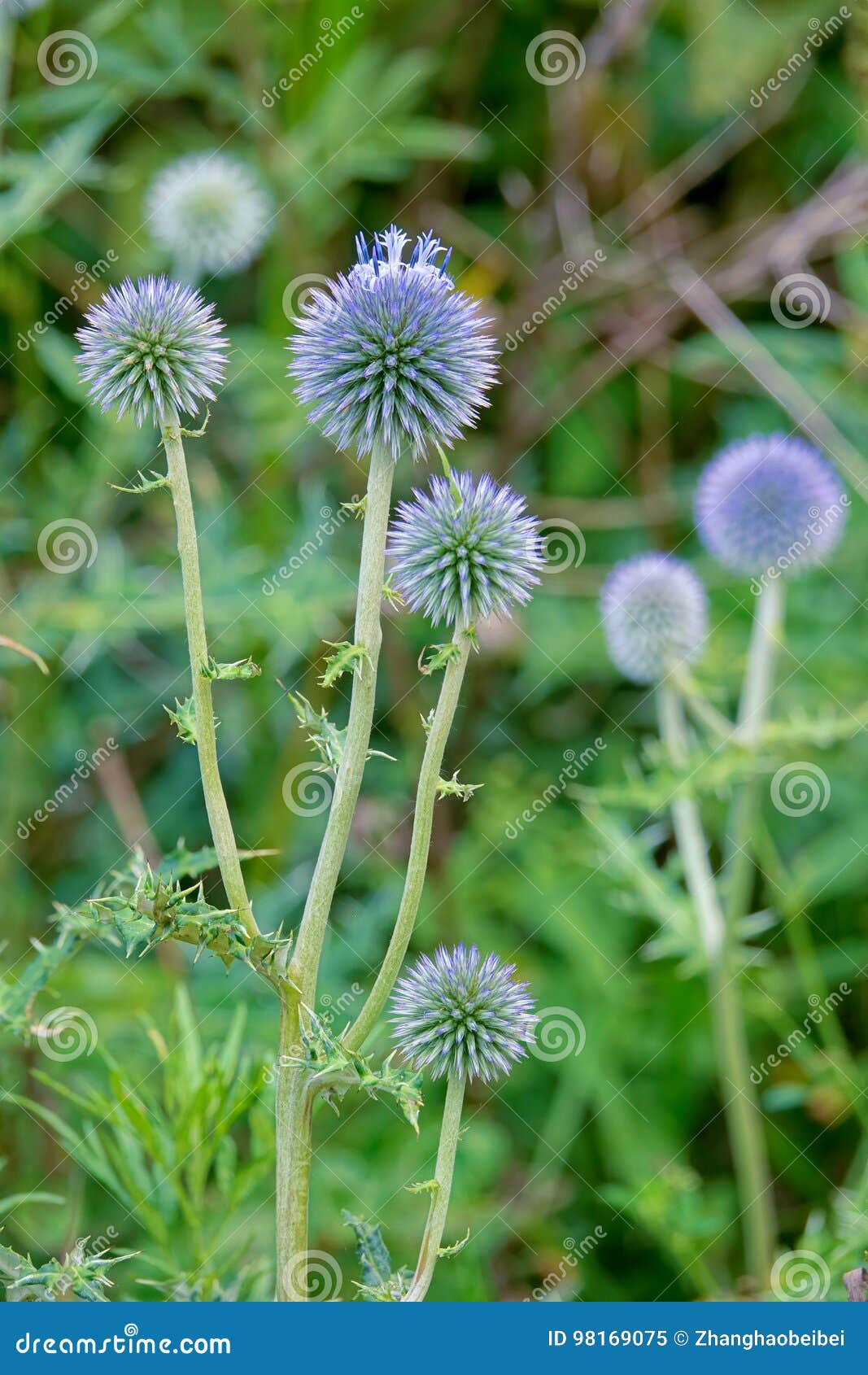 Echinops flowers stock image. Image of round, flowers - 98169075