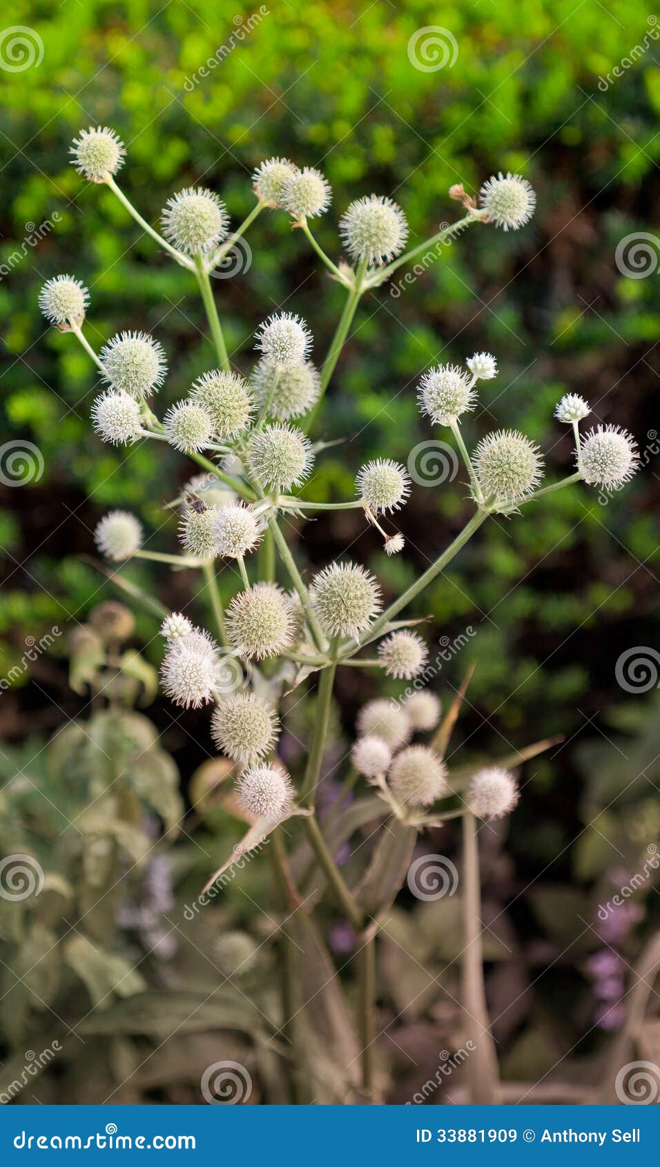 Echinops Plant stock image. Image of sphere, light, leaves - 33881909